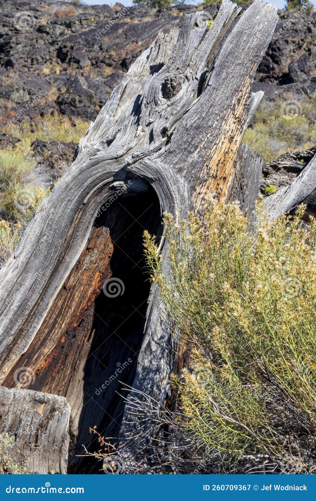 Dead Tree at Craters of the Moon National Park. Idaho. USA. Stock Image ...