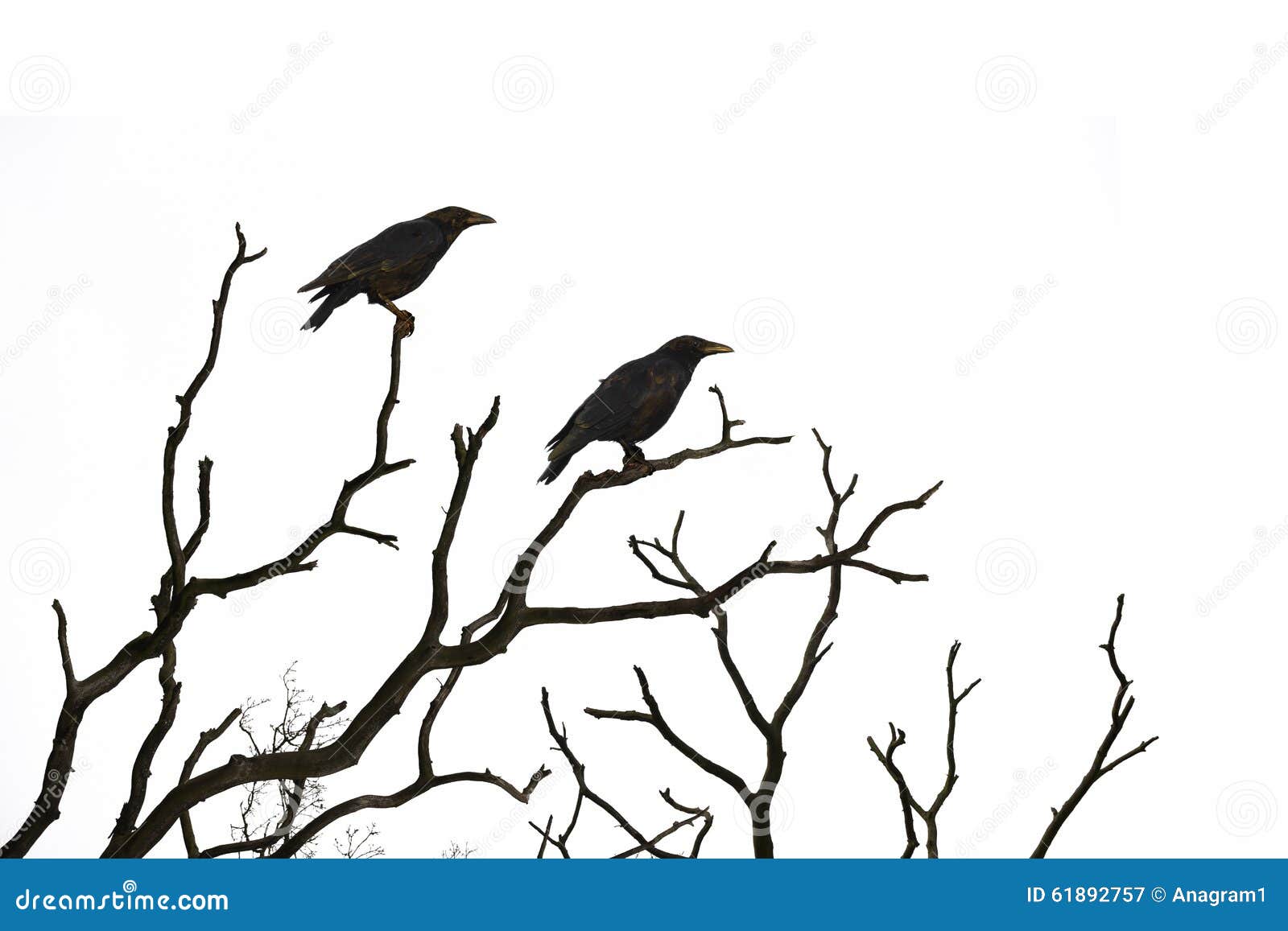 Two Crows On A Tree Stock Image | CartoonDealer.com #103992571