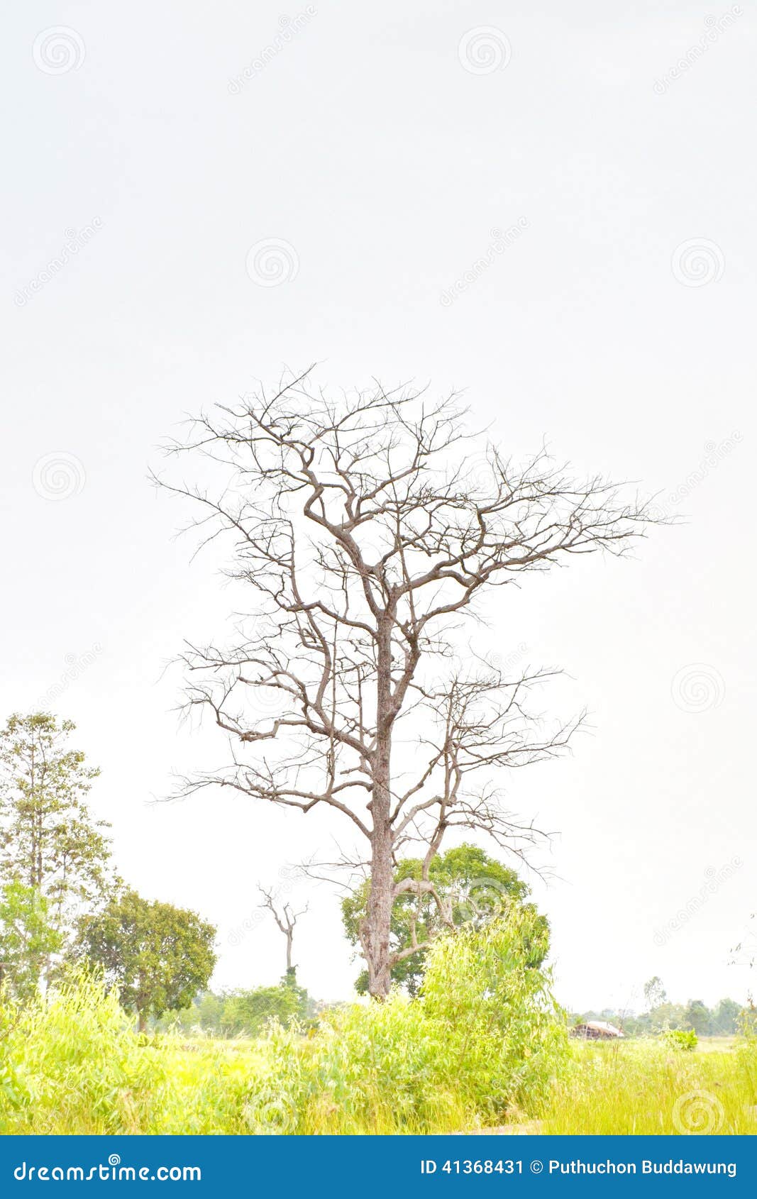 Dead tree stock image. Image of concept, color, nature - 41368431