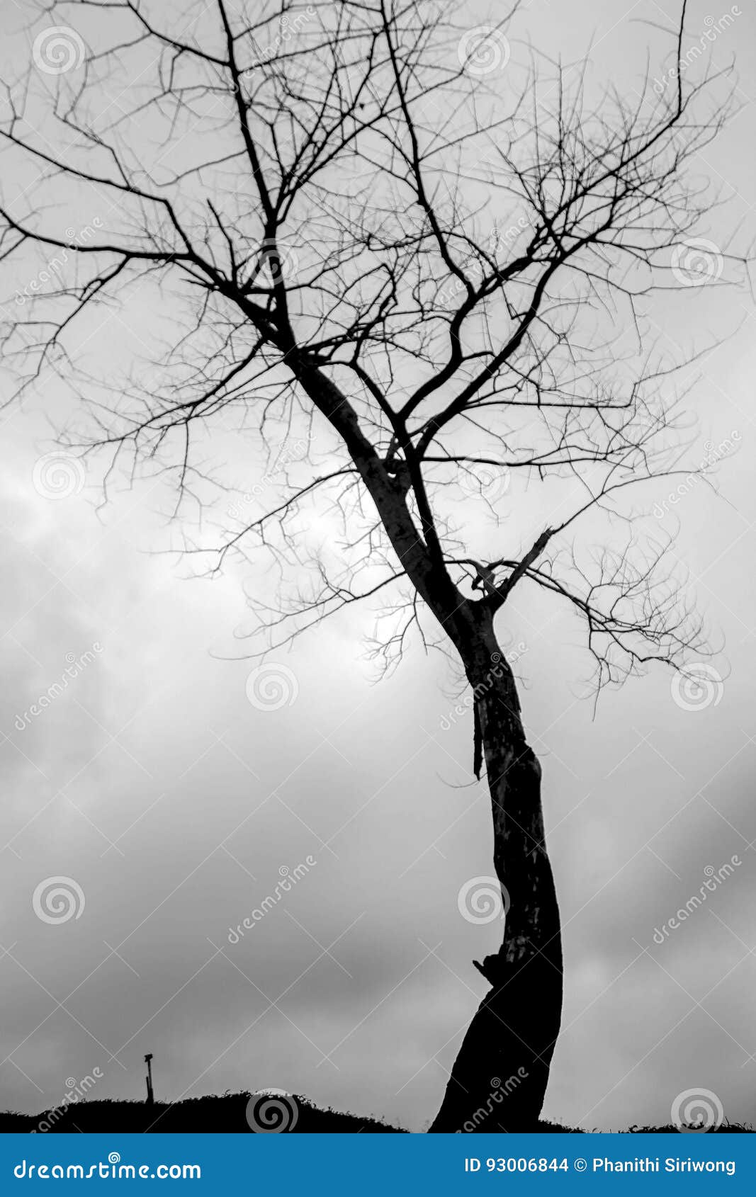 Dead tree stock photo. Image of object, dark, ecology - 93006844