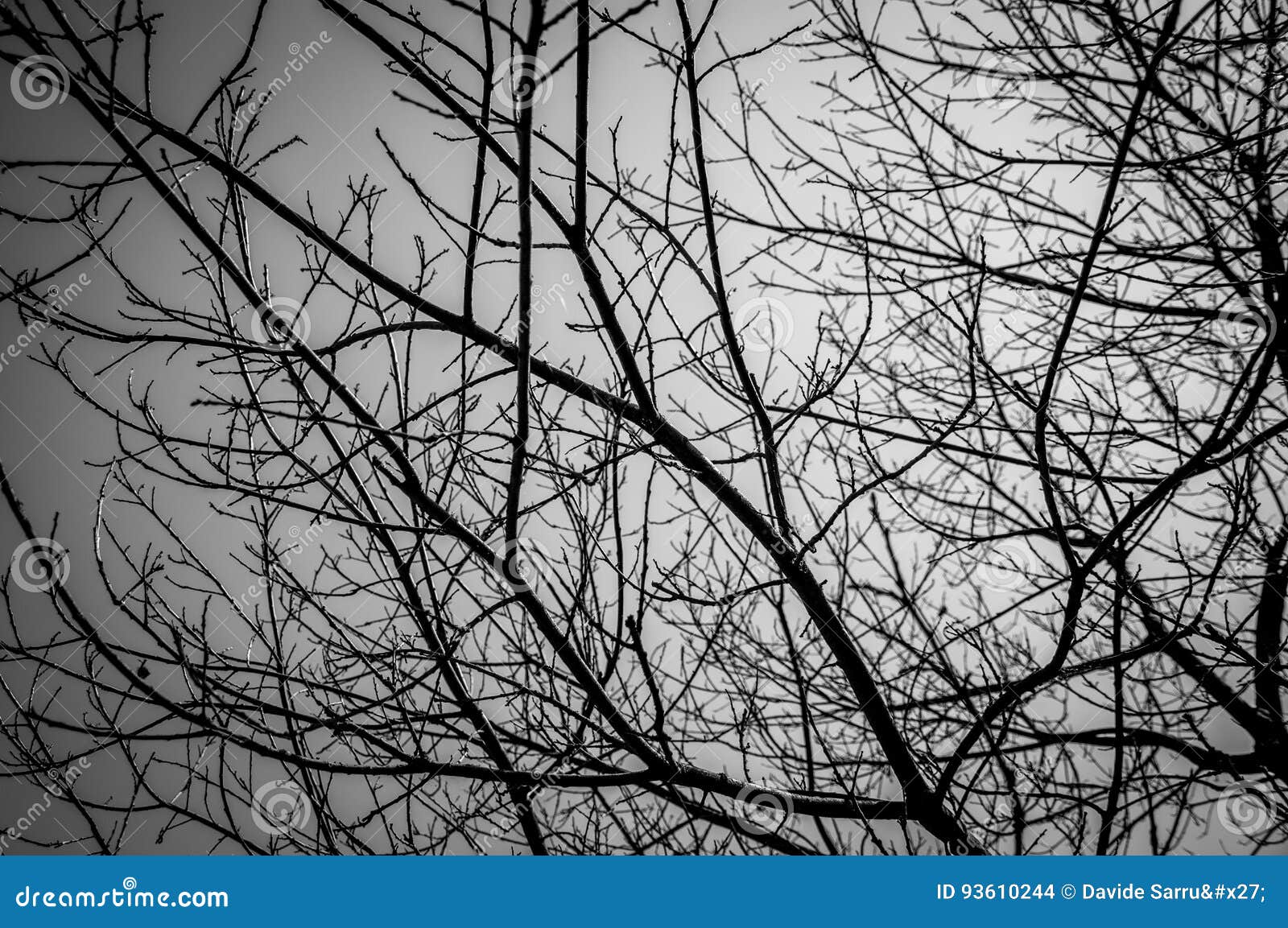 Dead Tree on a Dark Cloudy Sky Stock Photo - Image of creepy, branches ...