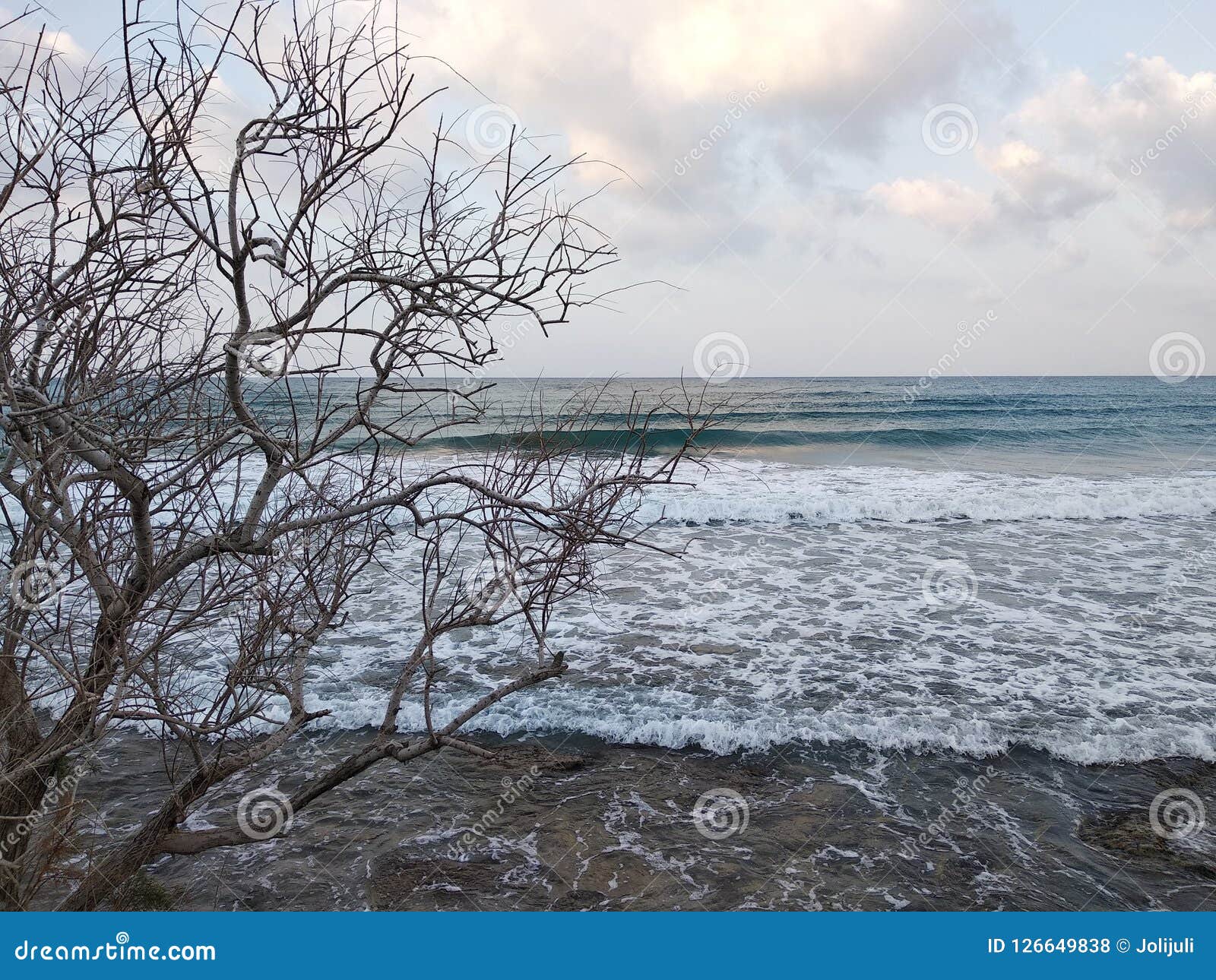 Dead tree stock photo. Image of mediterranean, seascape - 126649838