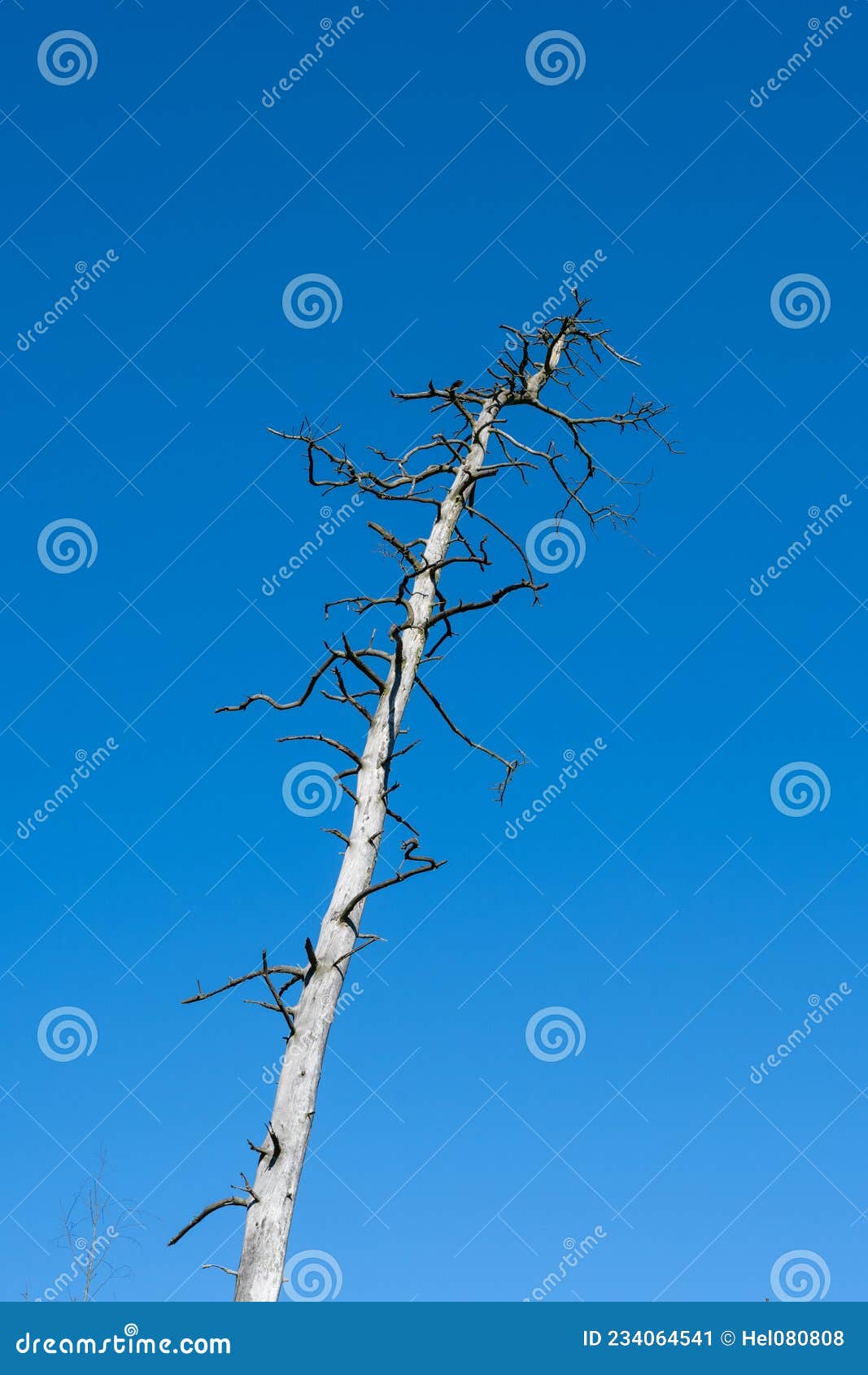 Dead Tree, Dead Conifer Tree Against Blue Cloudless Sky Stock Image ...