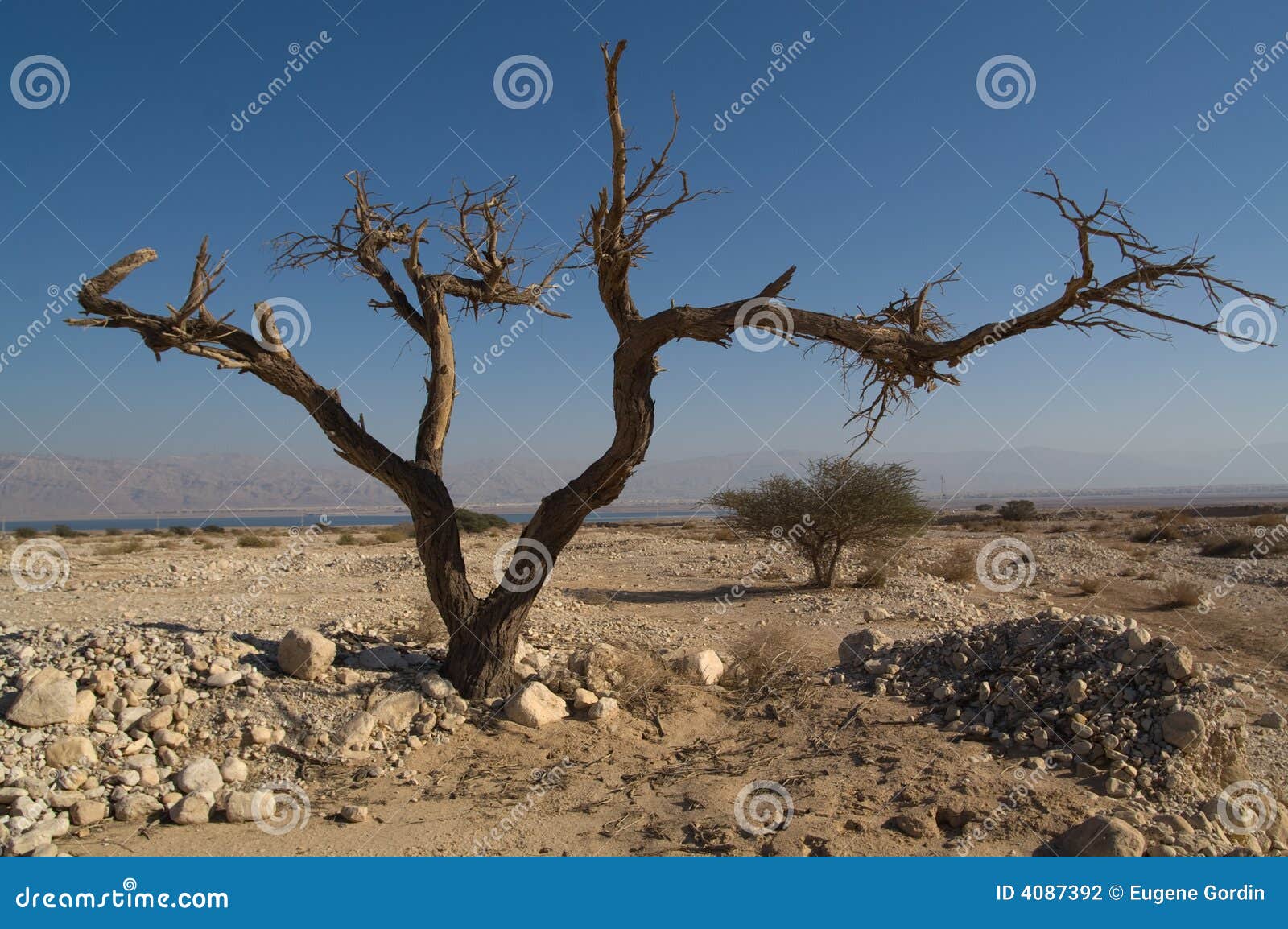 Dead Tree on Dead Sea Shore Stock Photo - Image of color, drought: 4087392