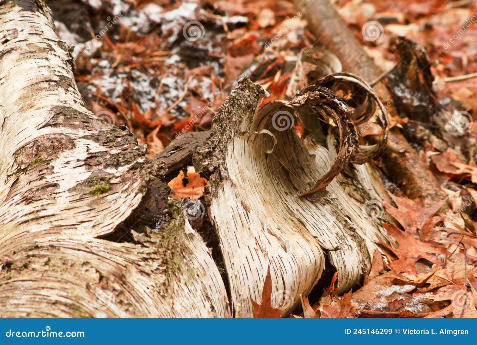 Curling Bark on Fallen Decomposing Tree in Forest Stock Image - Image ...