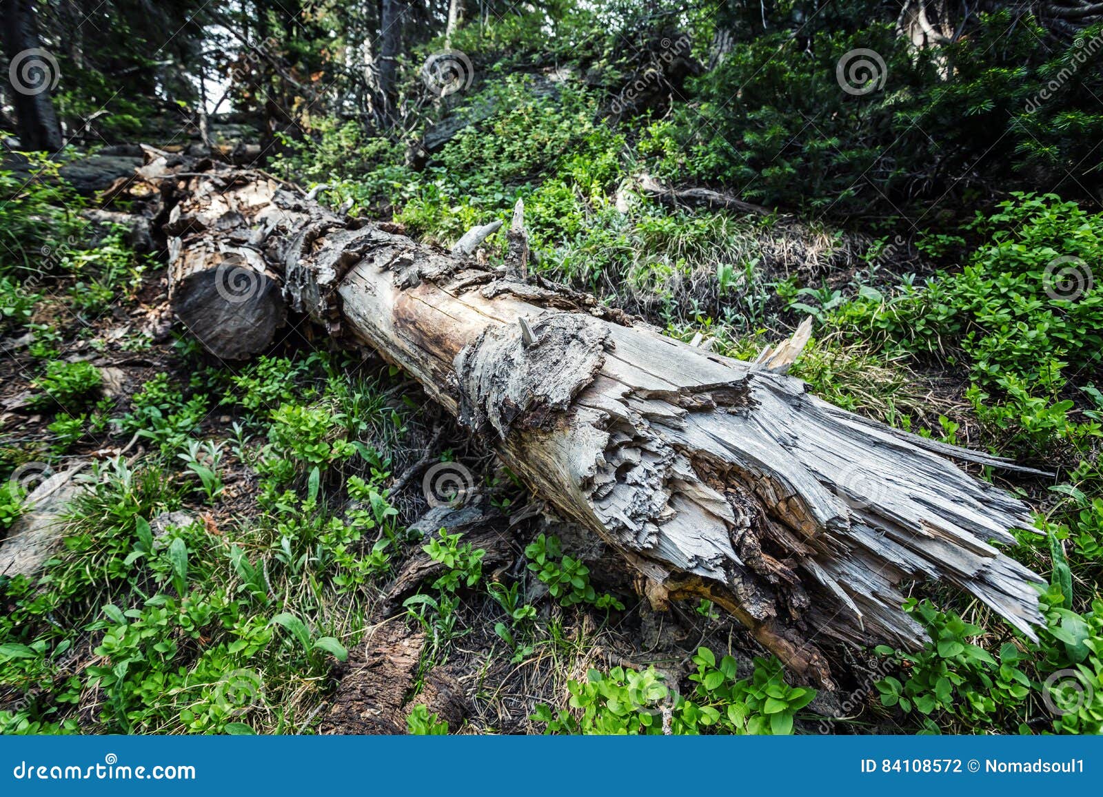 Dead tree in deep forest. stock photo. Image of dark - 84108572