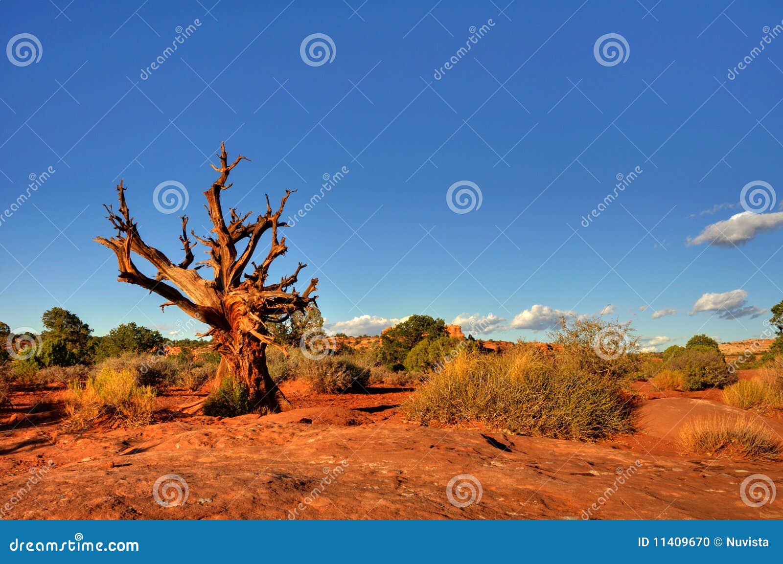 Dead tree on desert stock photo. Image of park, time - 11409670