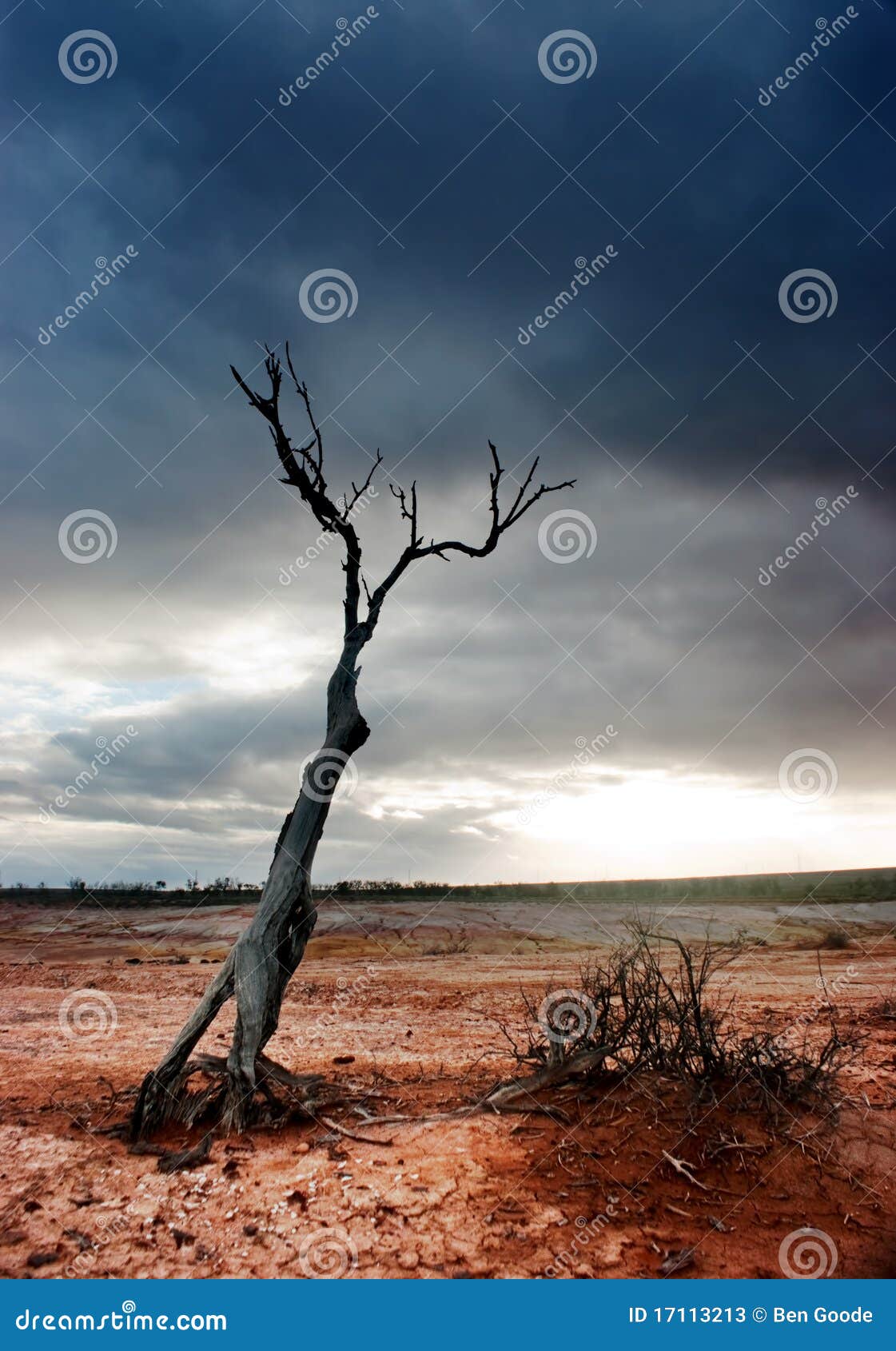 Dead Tree Desert stock image. Image of storm, fear, scenic - 17113213