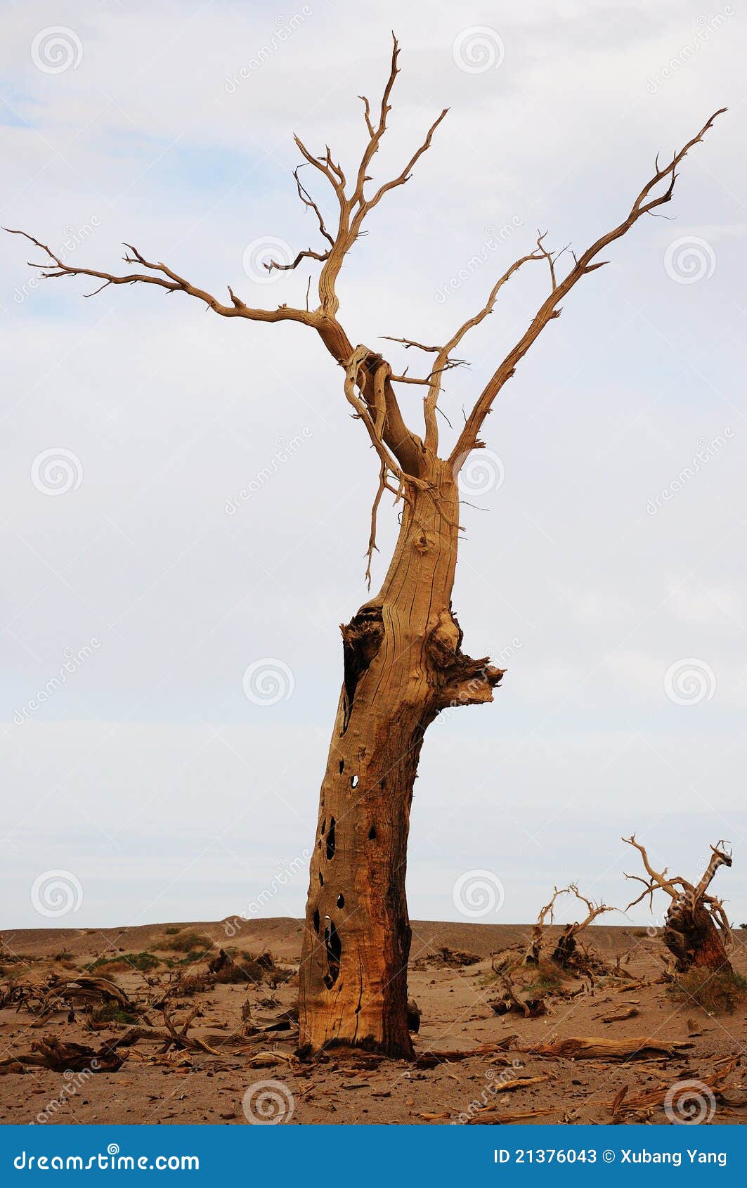 Dead tree in desert stock image. Image of white, northwest - 21376043