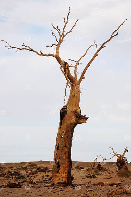 Dead tree in desert stock image. Image of white, northwest - 21376043