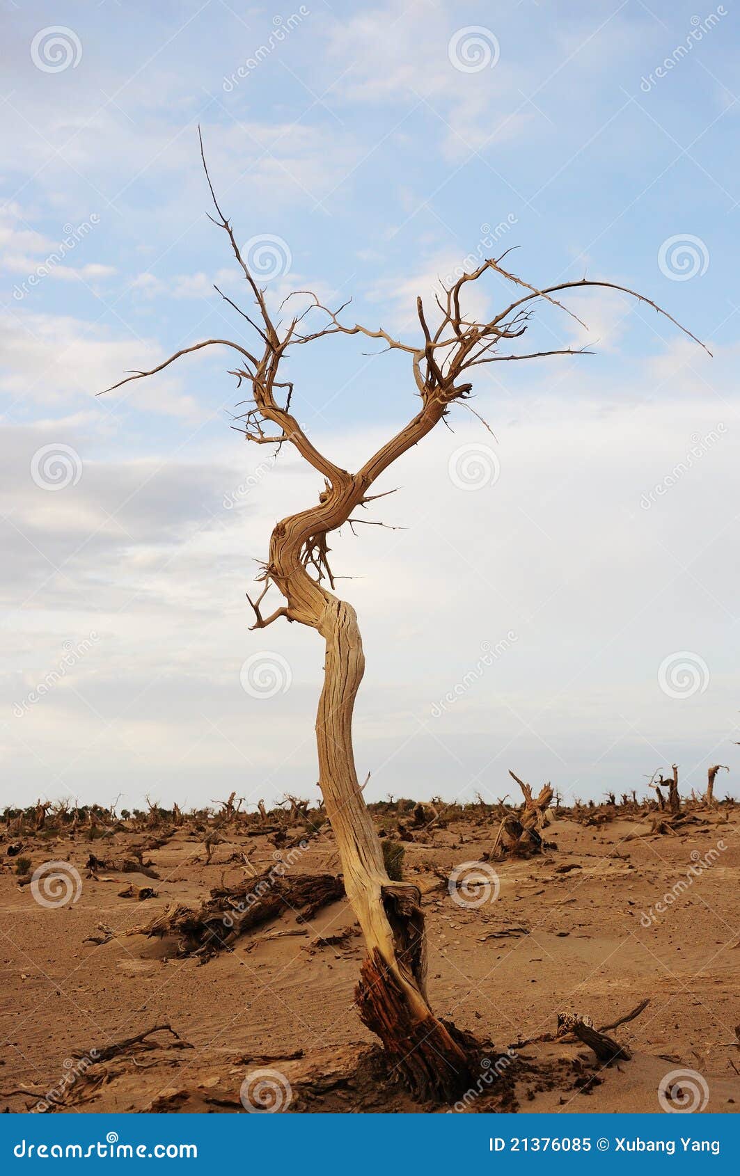 Dead tree in desert stock image. Image of desert, clouds - 21376085