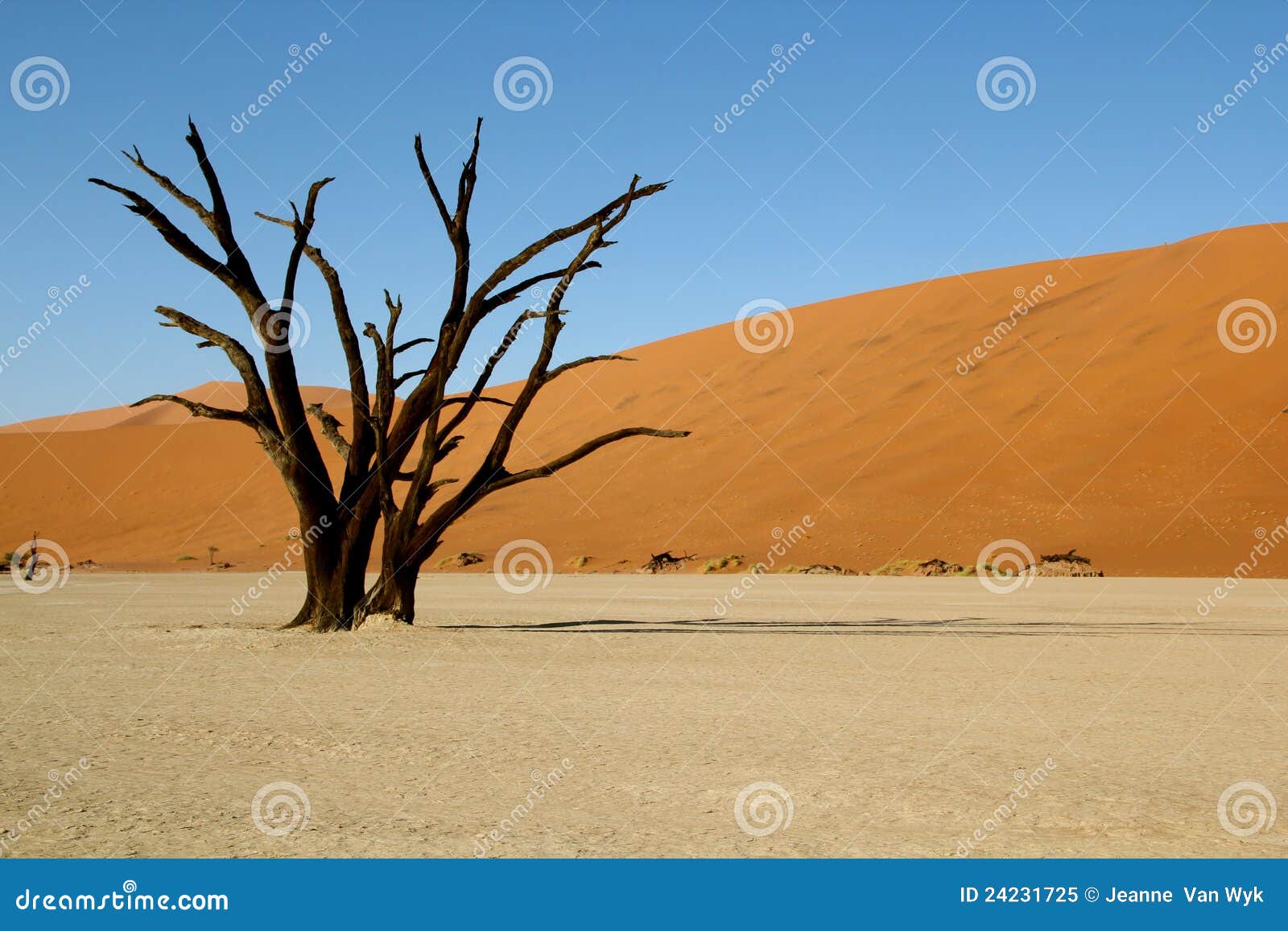 Dead tree in desert stock image. Image of dried, skies - 24231725