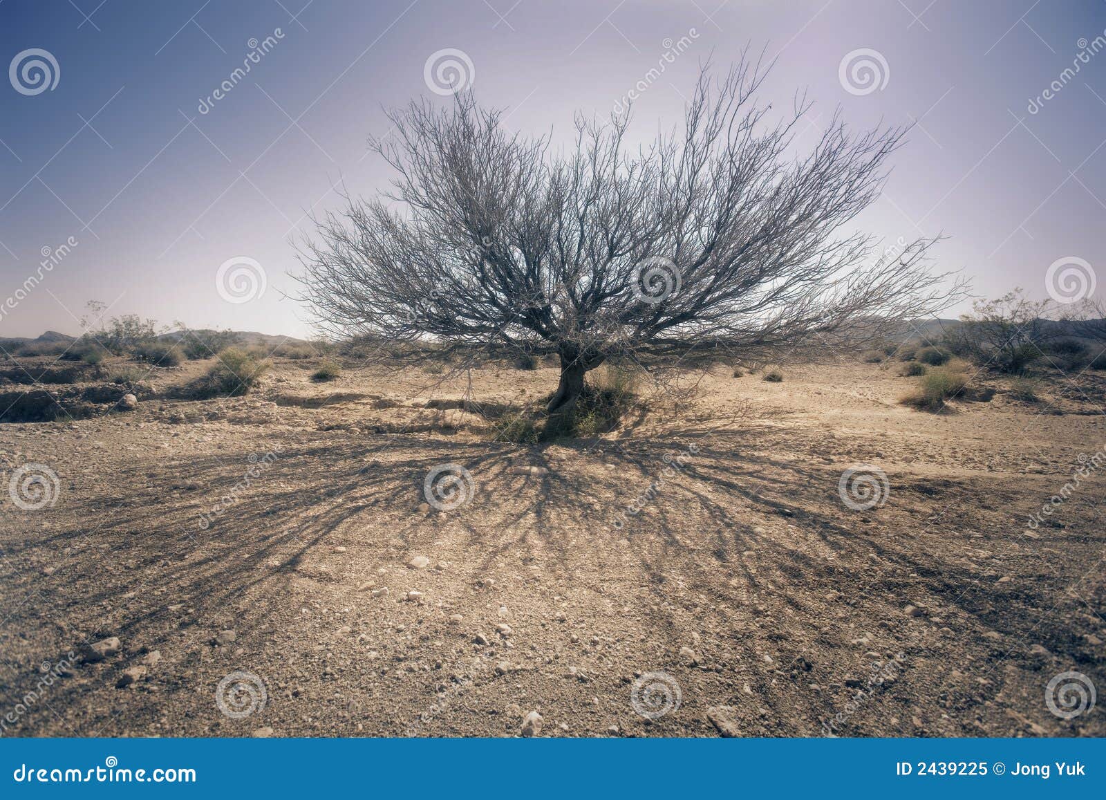 Dead Tree in Desert stock image. Image of desert, extreme - 2439225