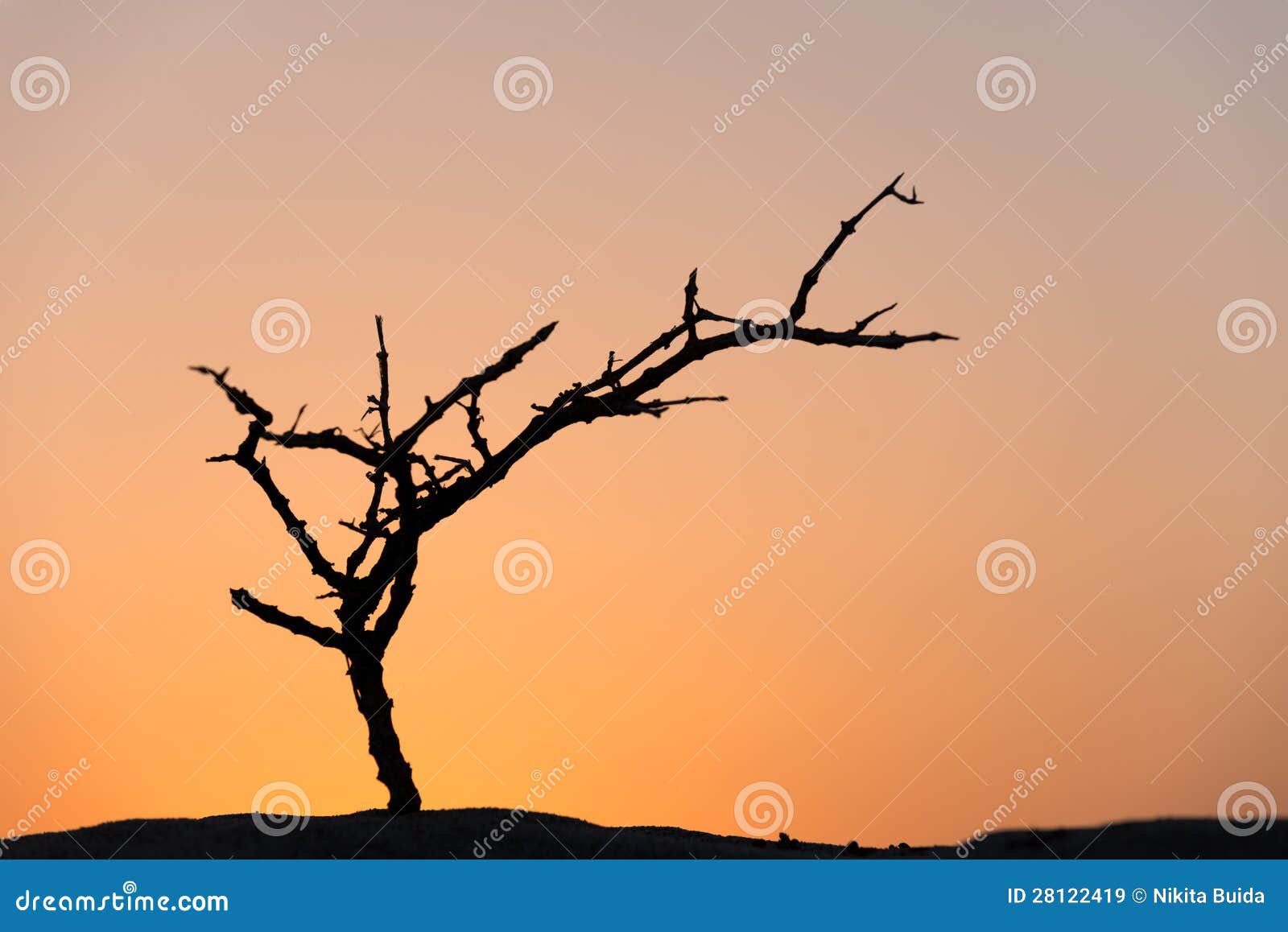 Dead tree in desert stock image. Image of dawn, freedom - 28122419