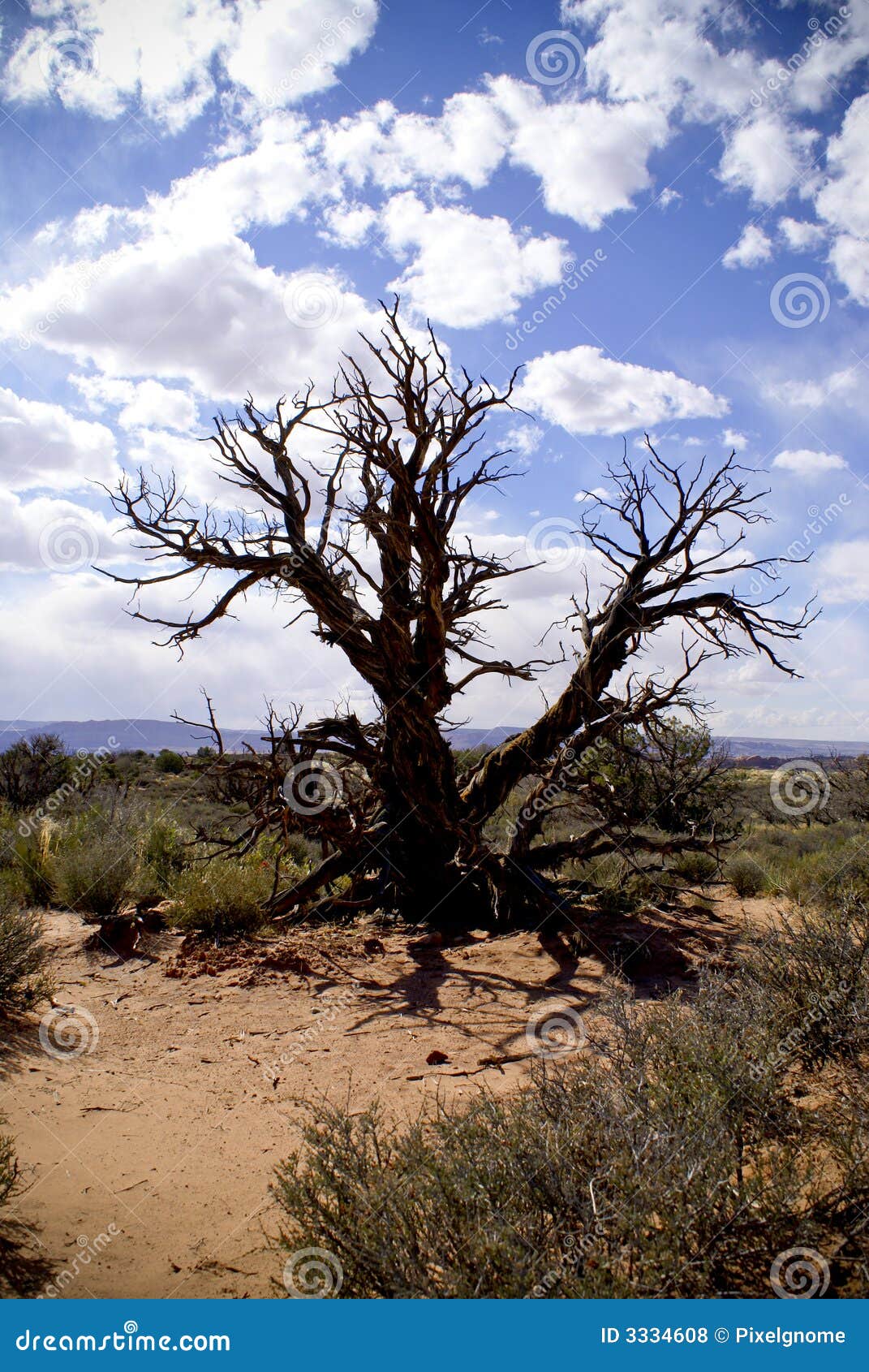 Dead tree in desert stock photo. Image of arid, desert - 3334608