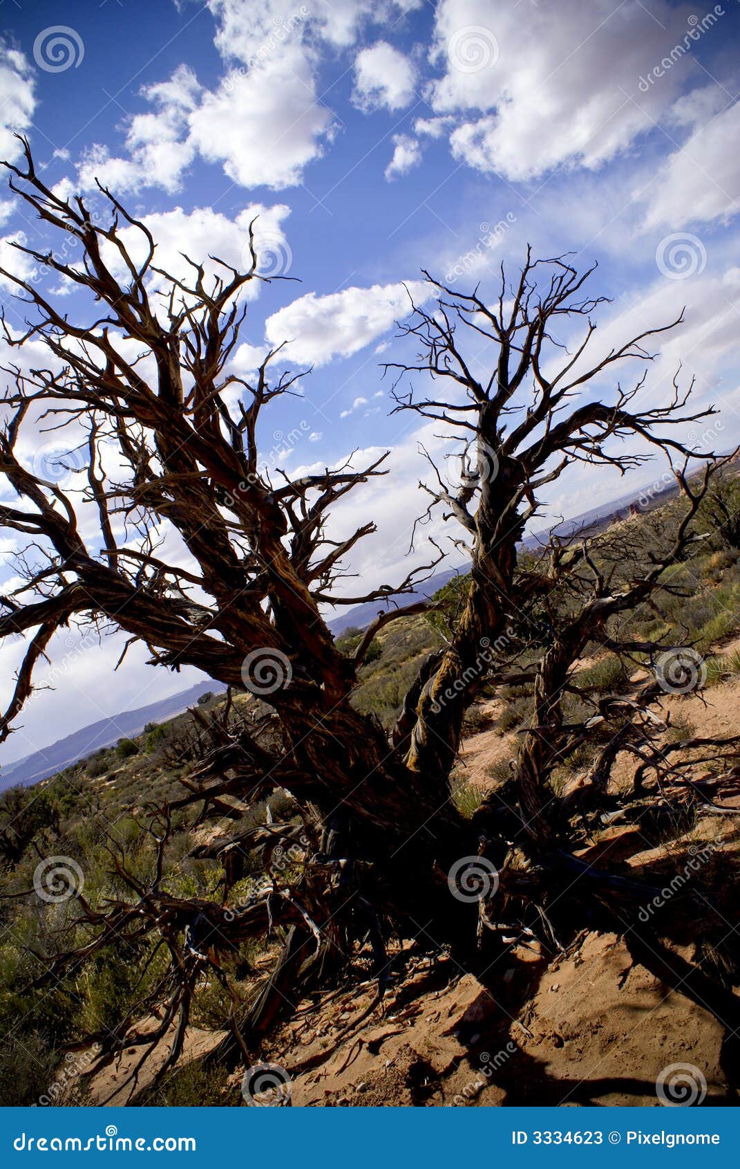 Dead tree in desert stock image. Image of desolation, baked - 3334623