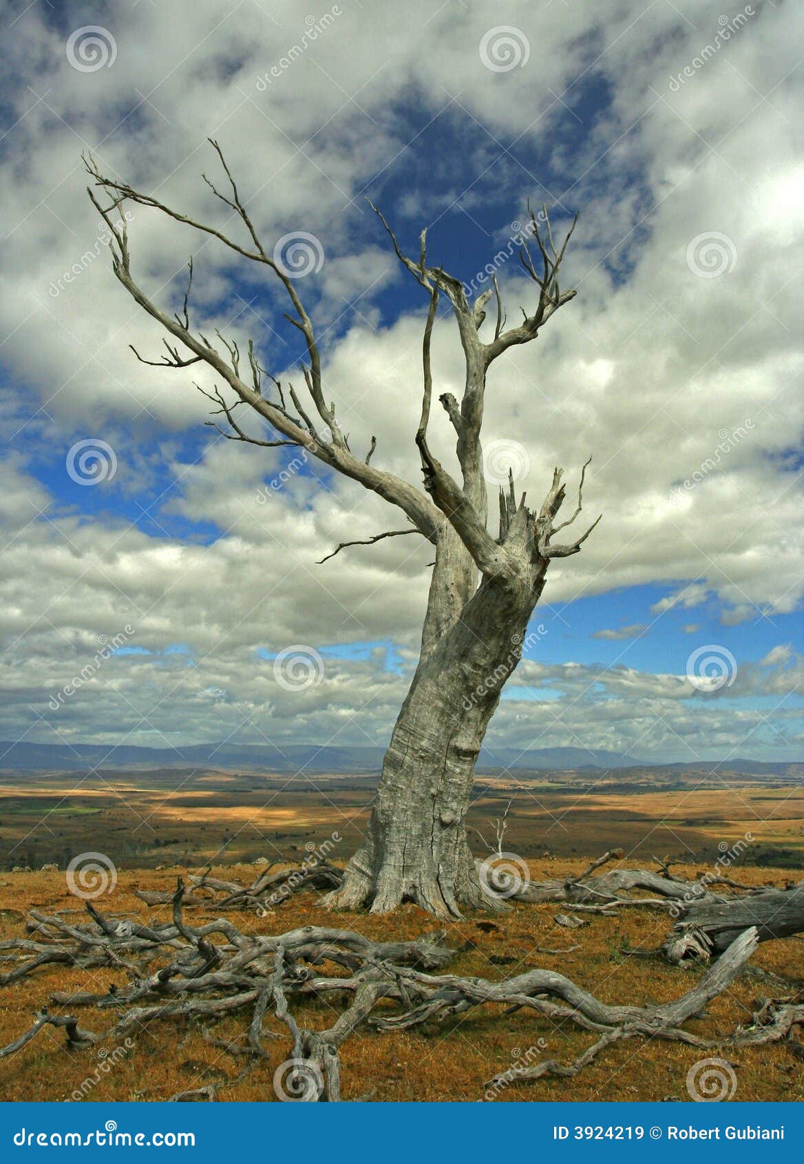 Dead tree in desert stock image. Image of remains, desert - 3924219