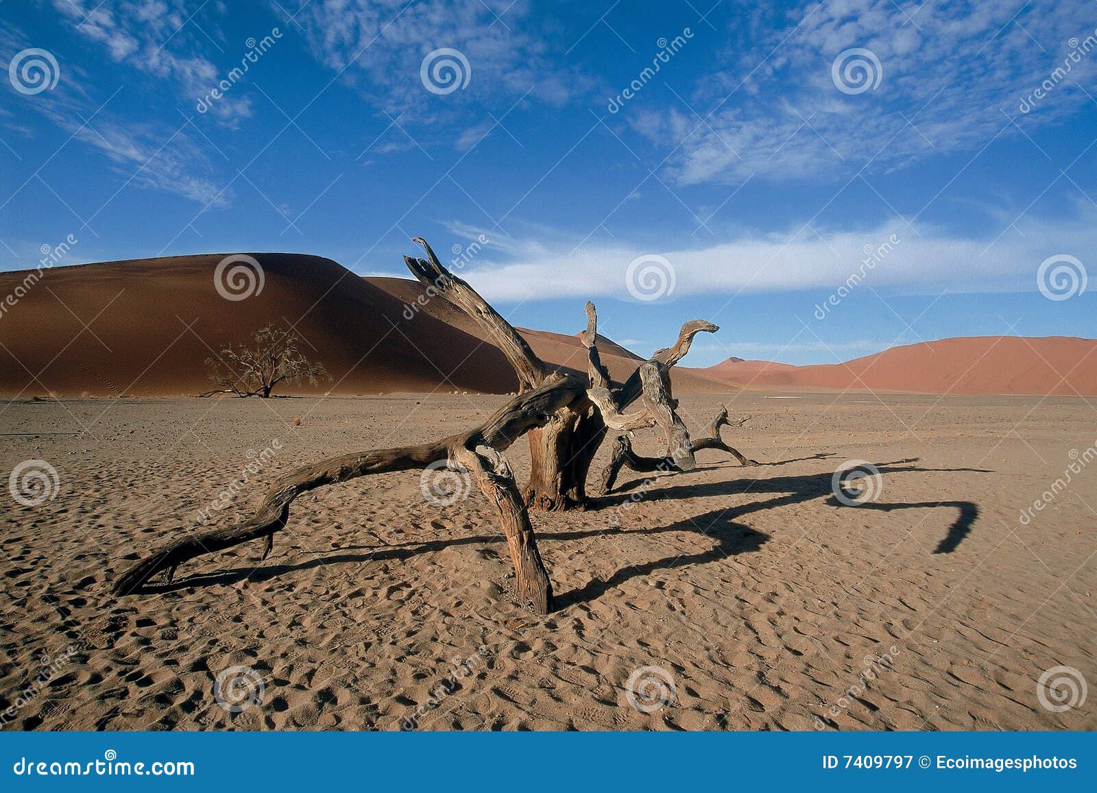 Dead tree in desert stock image. Image of desert, outdoors - 7409797