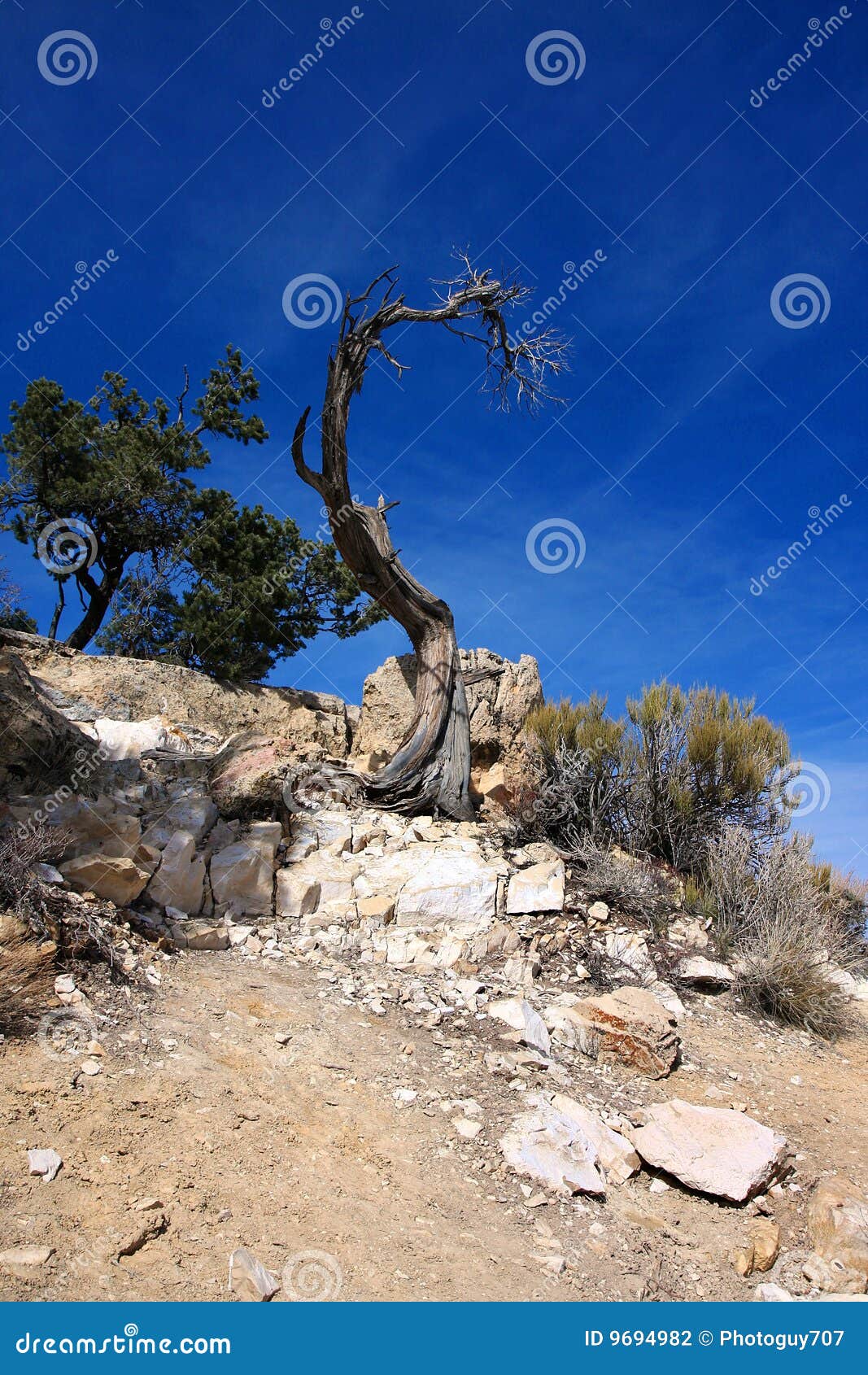 Dead Tree In A Desert Picture. Image: 9694982