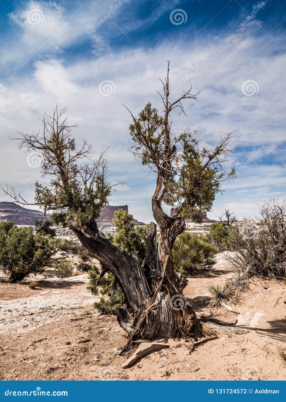 Dead tree in the desert stock photo. Image of blue, nature - 131724572