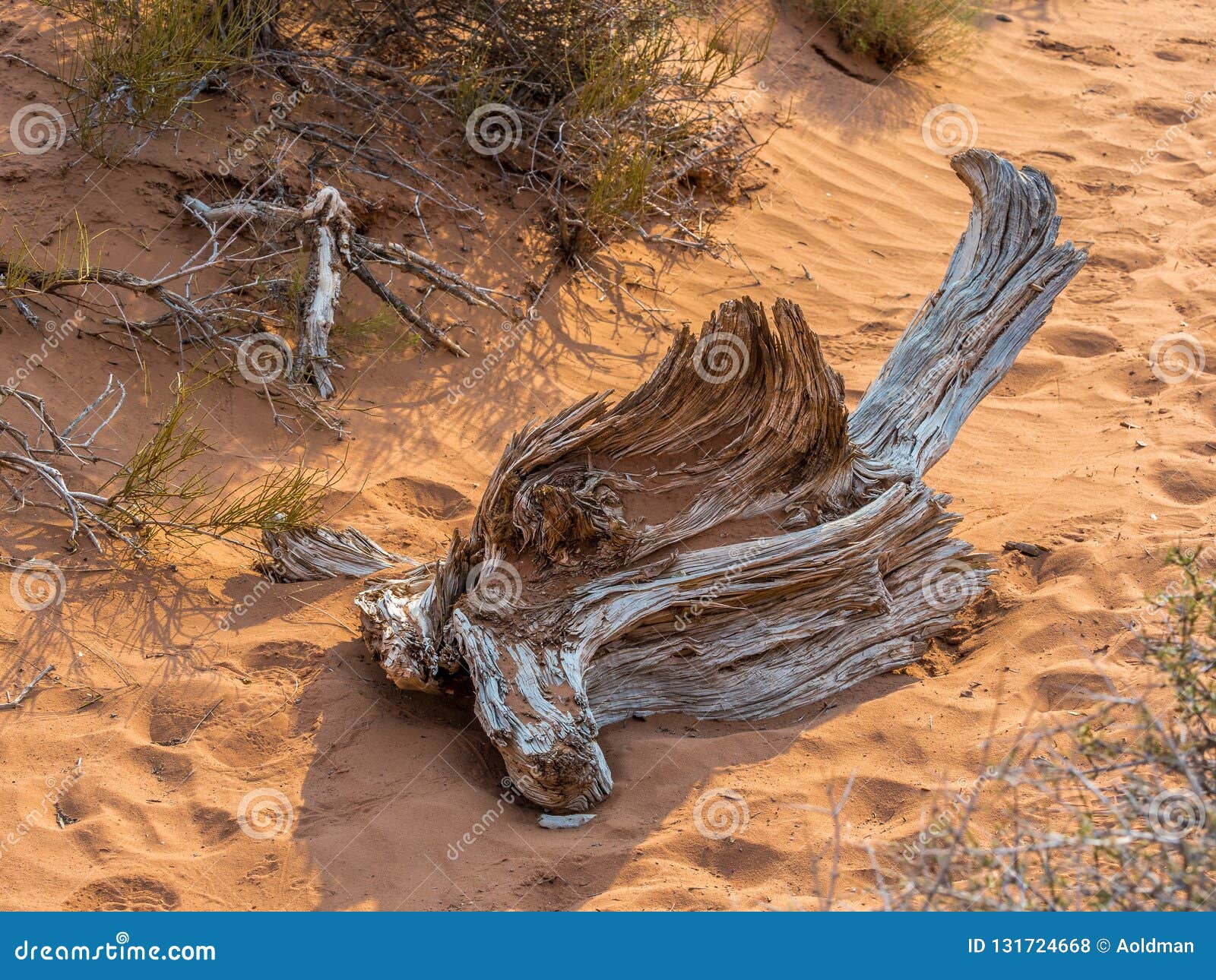 Dead tree in the desert stock photo. Image of landscape - 131724668