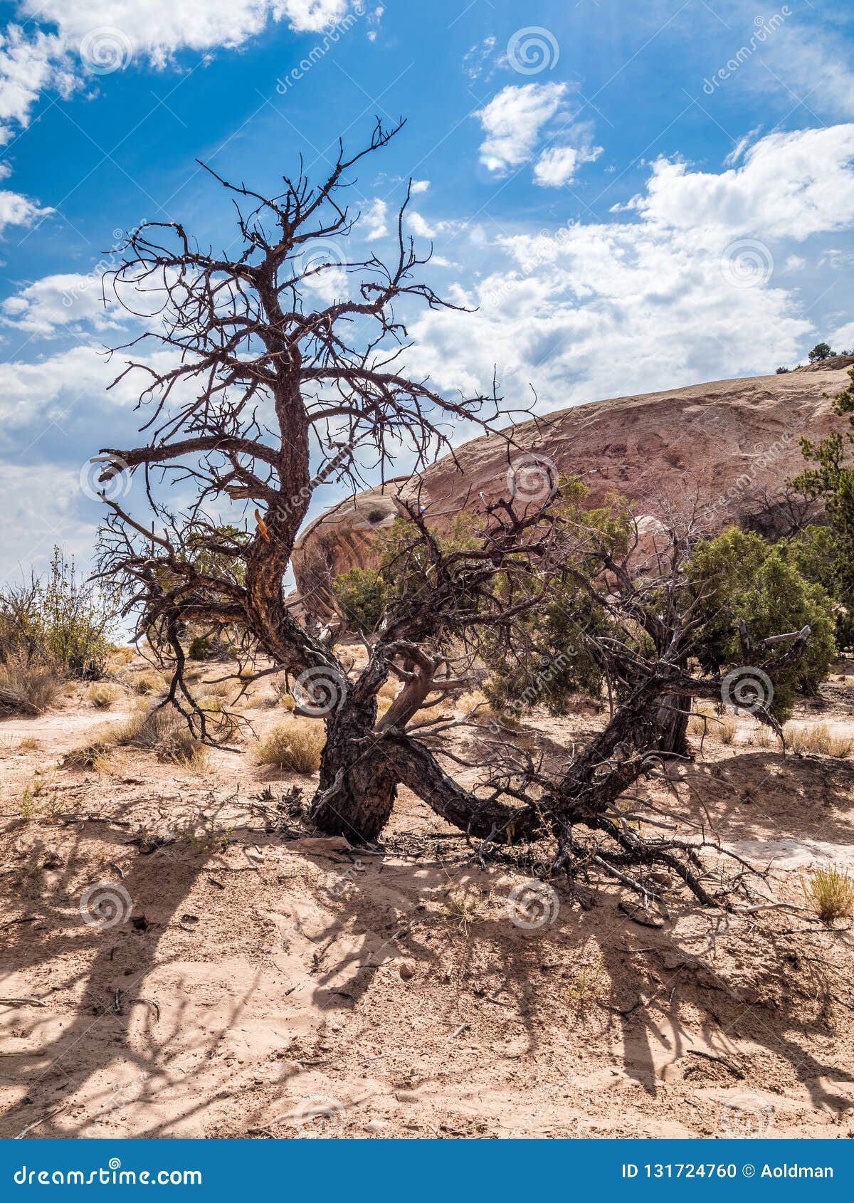Dead tree in the desert stock photo. Image of africa - 131724760