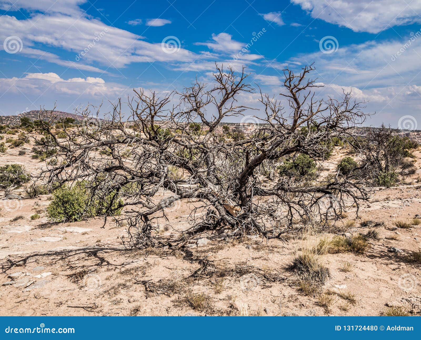 Dead tree in the desert stock photo. Image of death - 131724480
