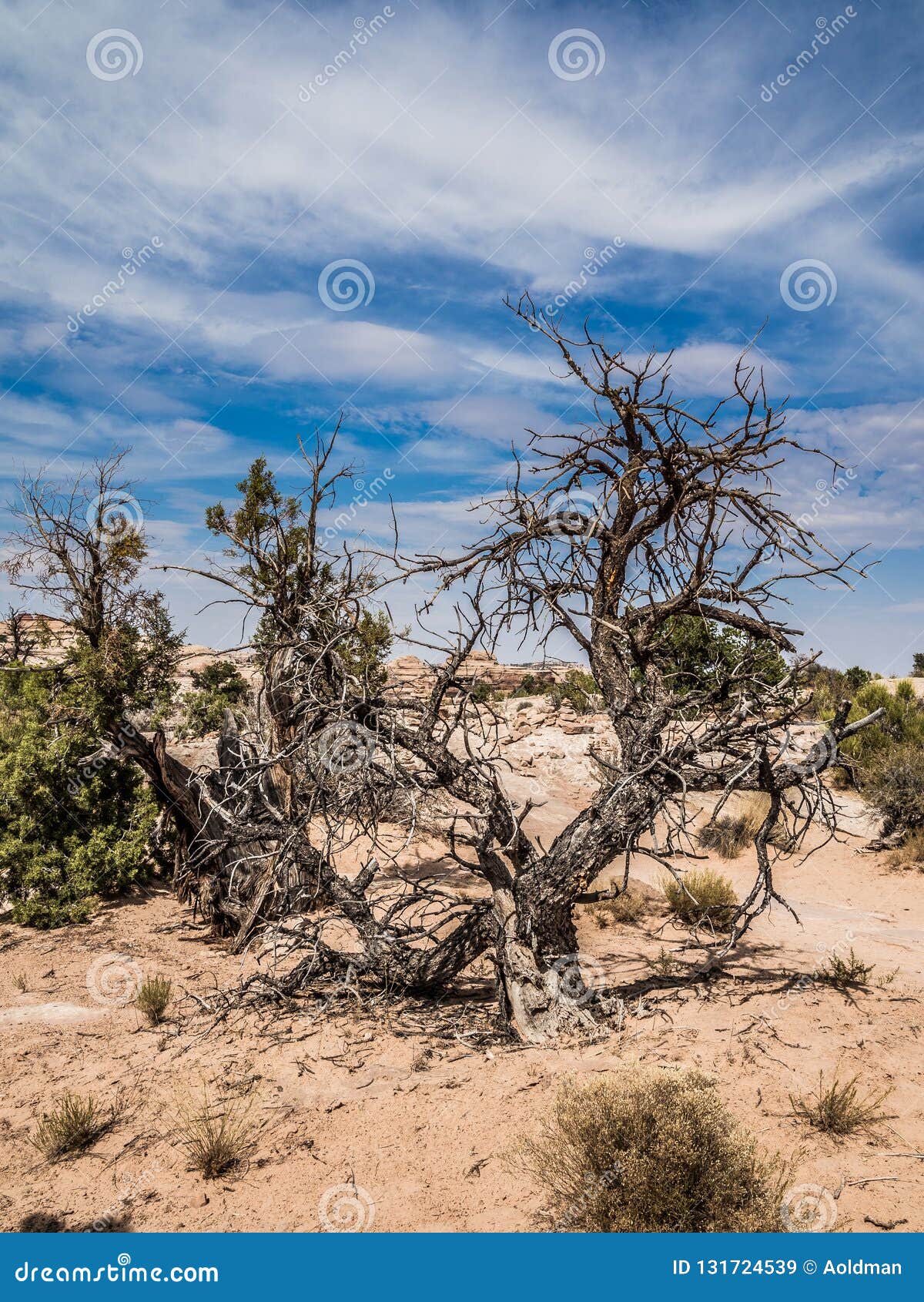 Dead tree in the desert stock image. Image of sand, arid - 131724539