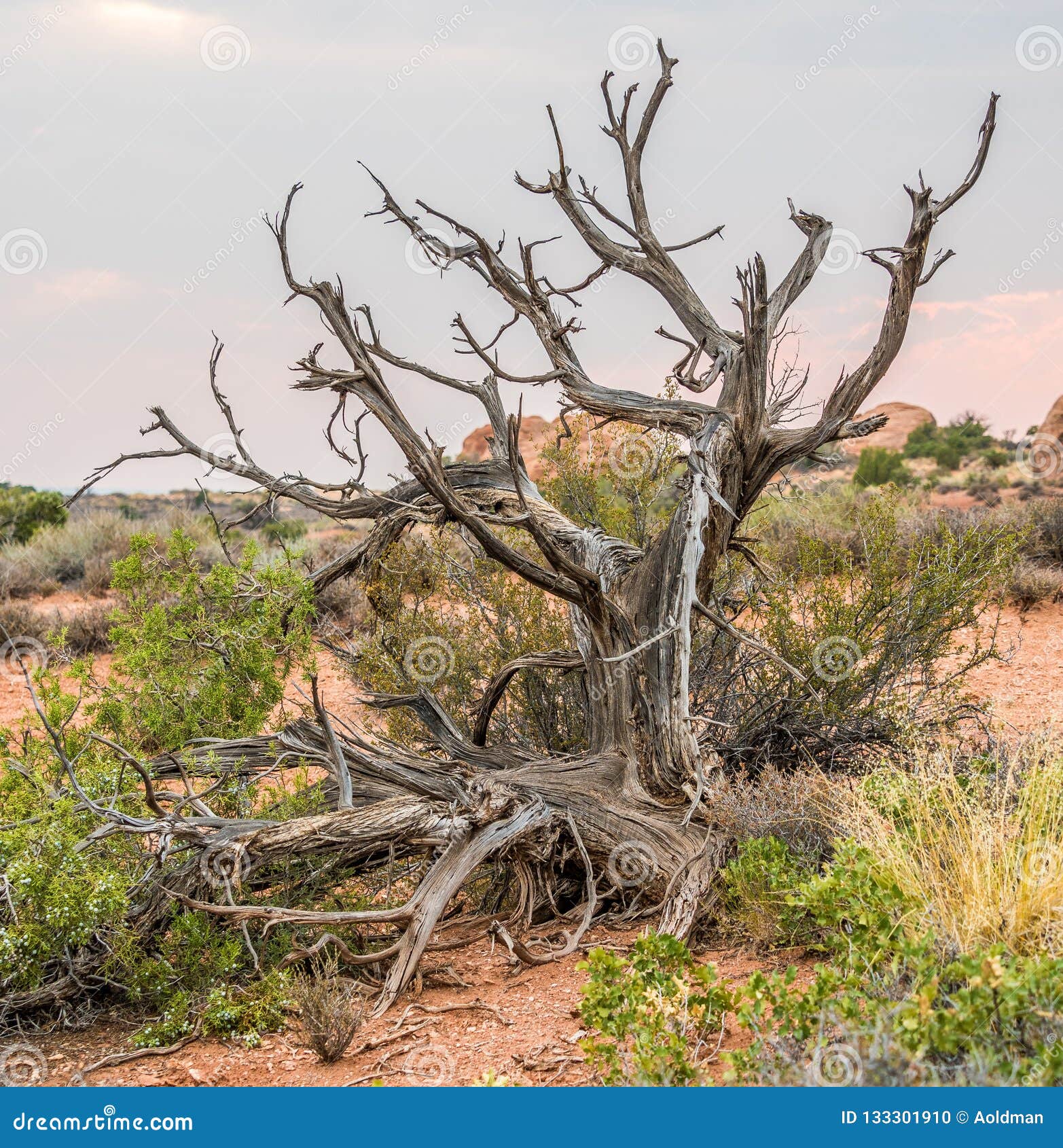 Dead tree in the desert stock photo. Image of arizona - 133301910