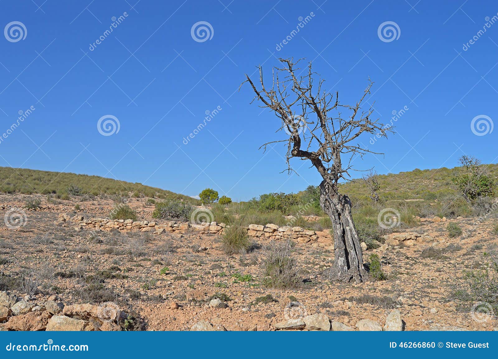 A Dead Tree on the Edge of the Desert Stock Photo - Image of park, dead ...
