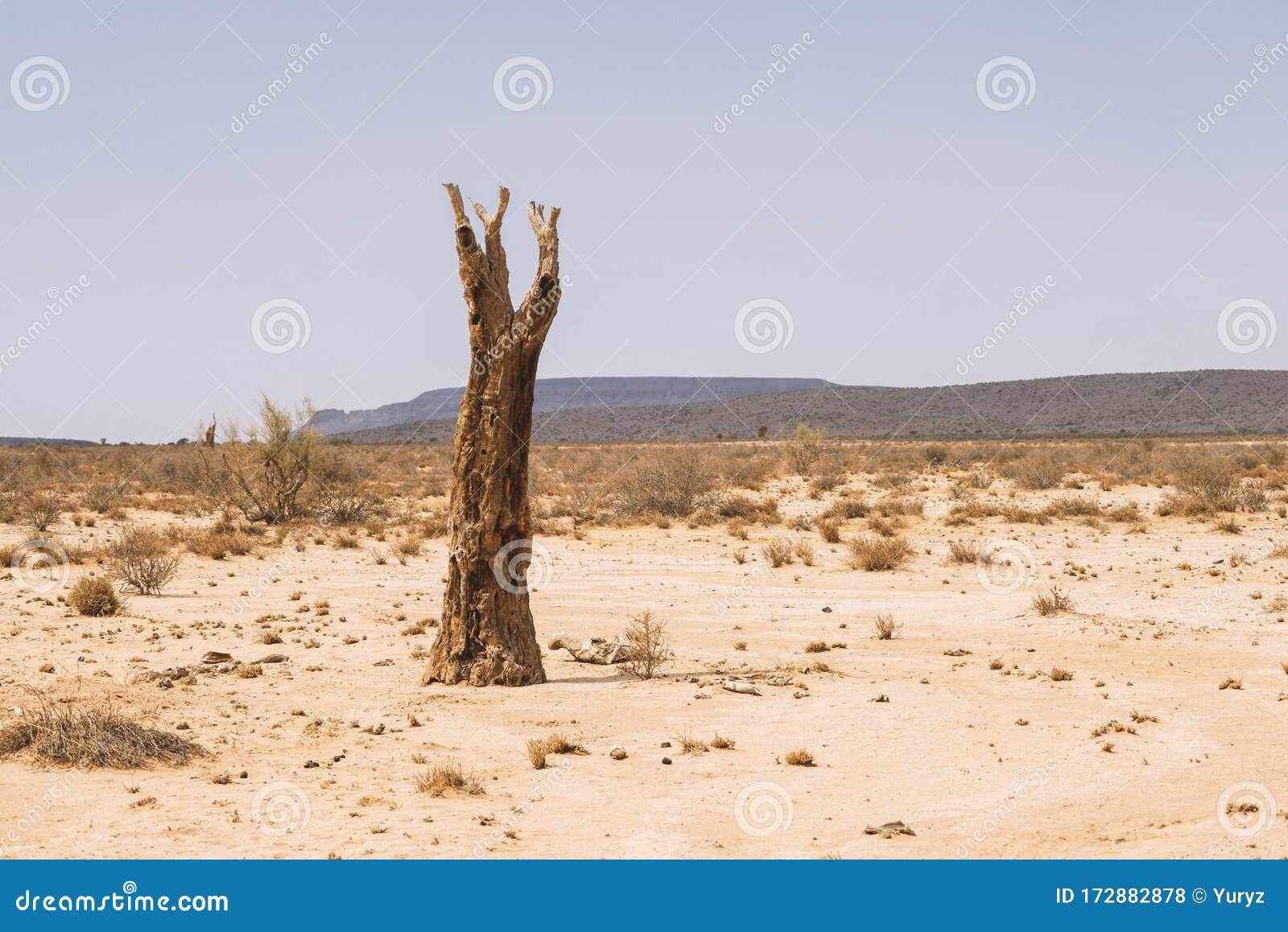 Dead tree in desert stock photo. Image of drought, sand - 172882878