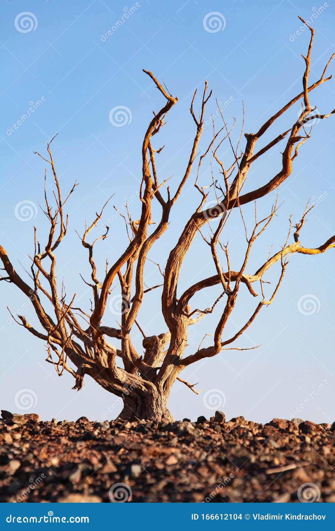 Dead Tree in the Desert of Mongolia Stock Photo - Image of mongolia ...