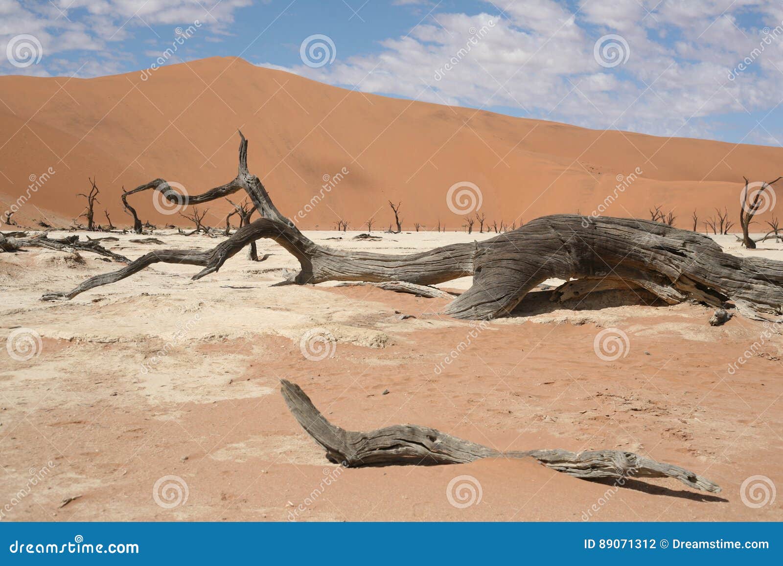 Dead tree in desert stock photo. Image of namibia, africa - 89071312