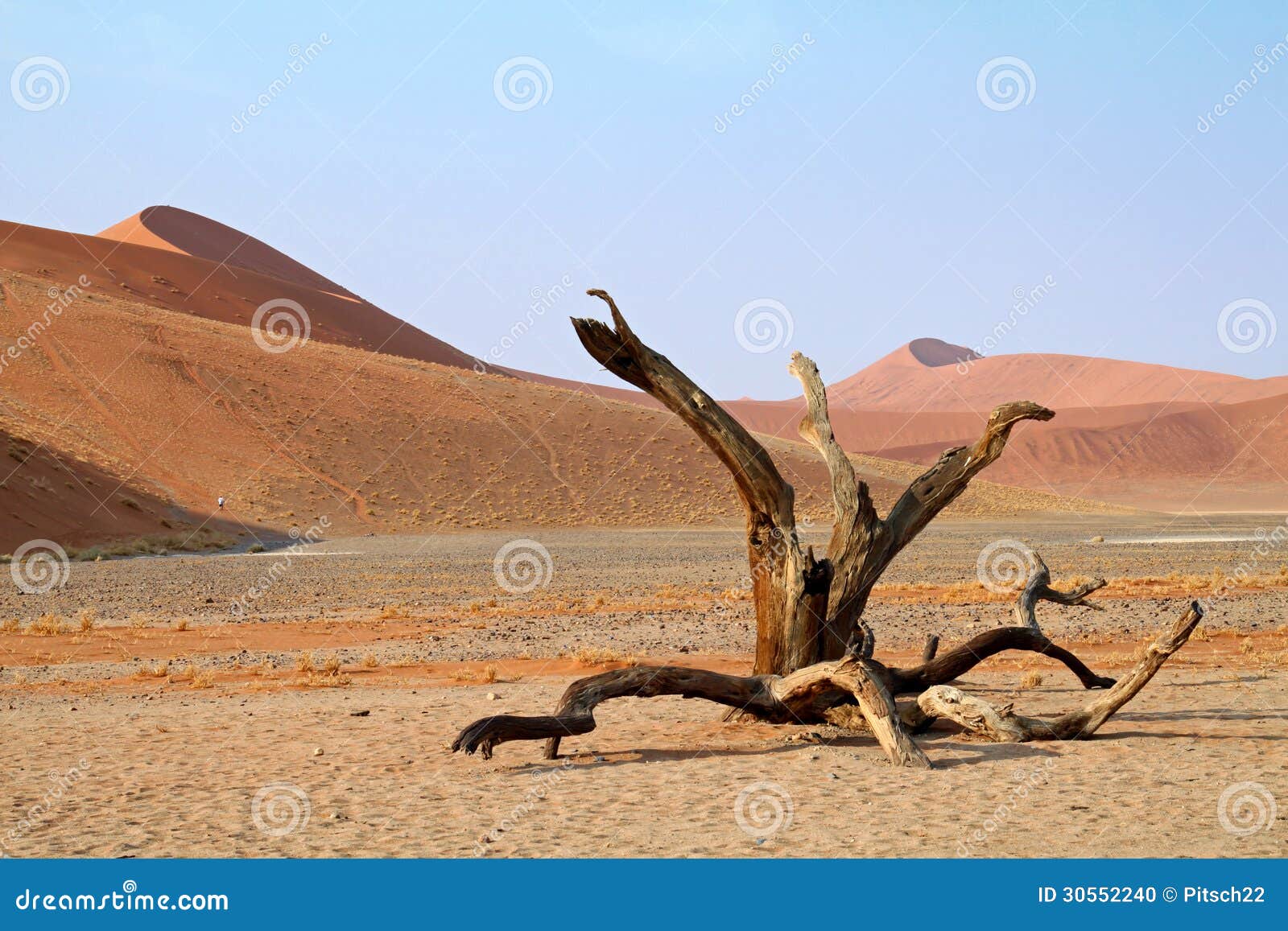 Dead tree in the desert stock photo. Image of nature - 30552240