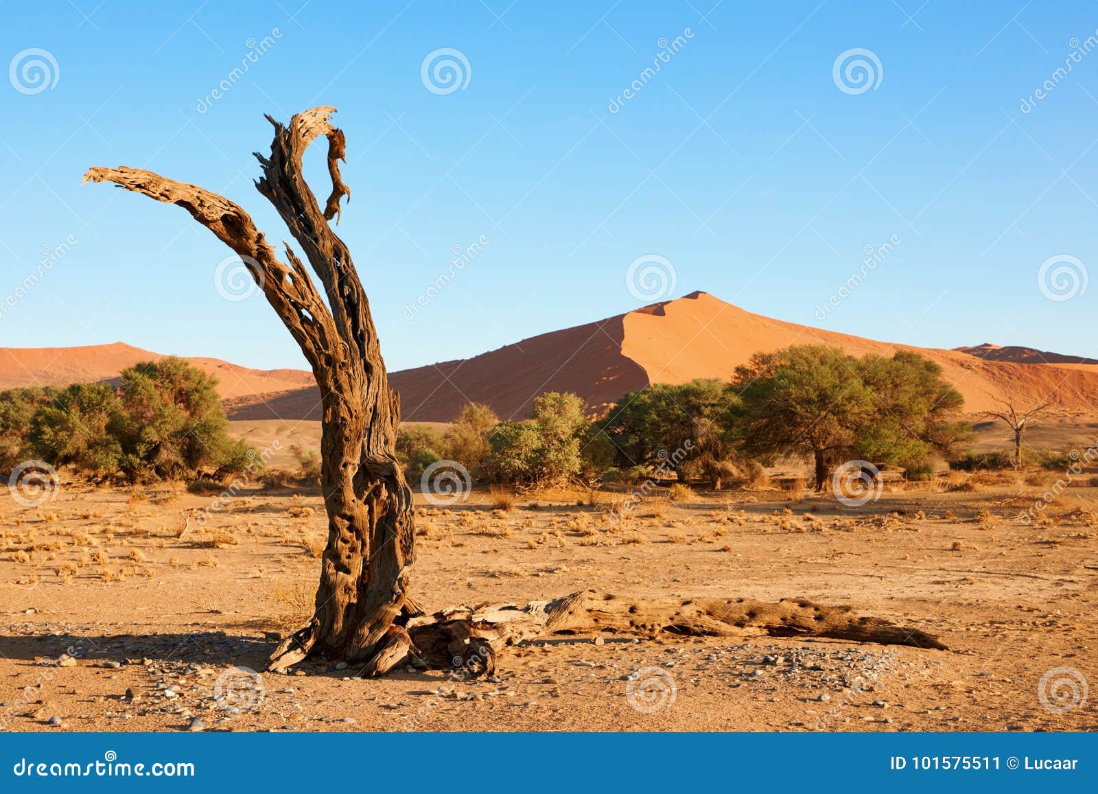 Dead tree in the desert. stock image. Image of national - 101575511