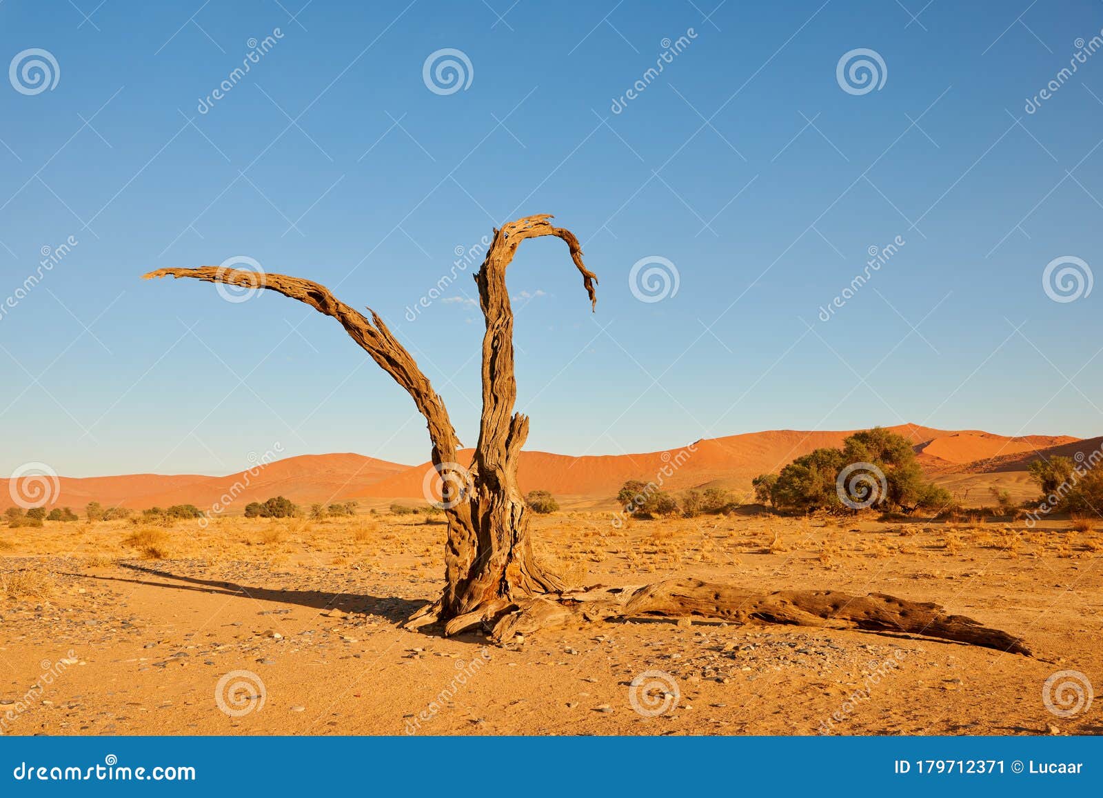 Dead tree in the desert stock image. Image of drought - 179712371