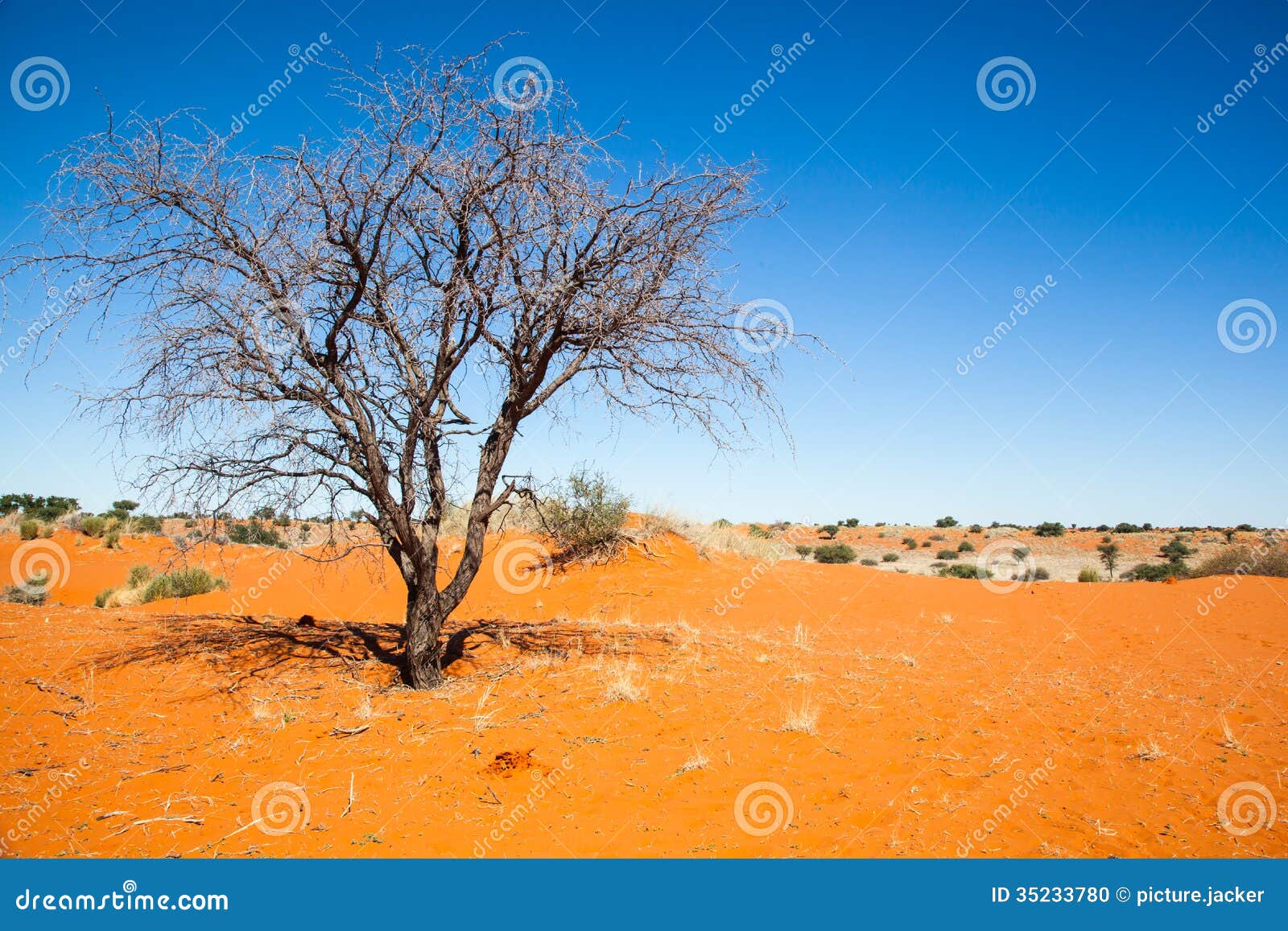 Dead tree in the desert stock photo. Image of hill, desert - 35233780