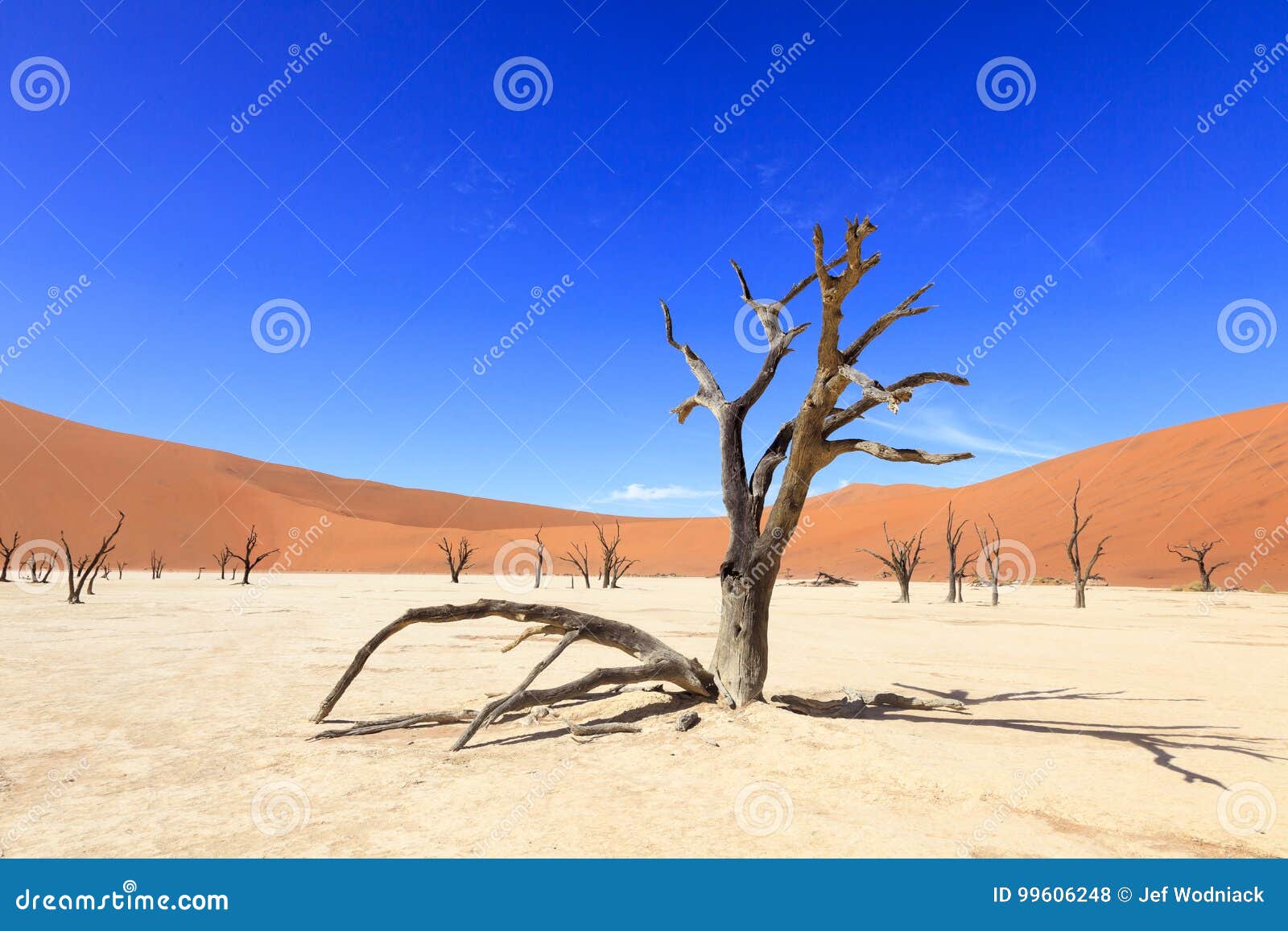 Tree in the Desert at Sossusvlei Namibia Stock Photo - Image of tree ...