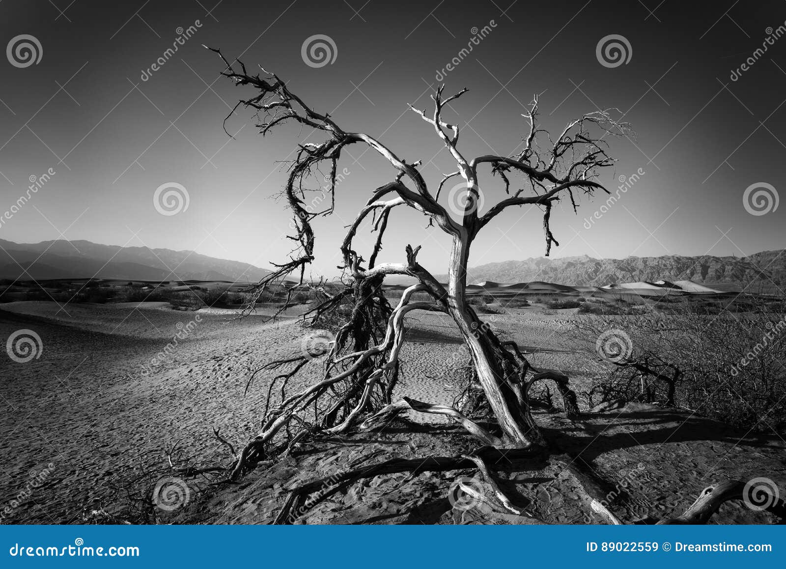 Dead Tree Deth Valley Stock Photos - Free & Royalty-Free Stock Photos ...