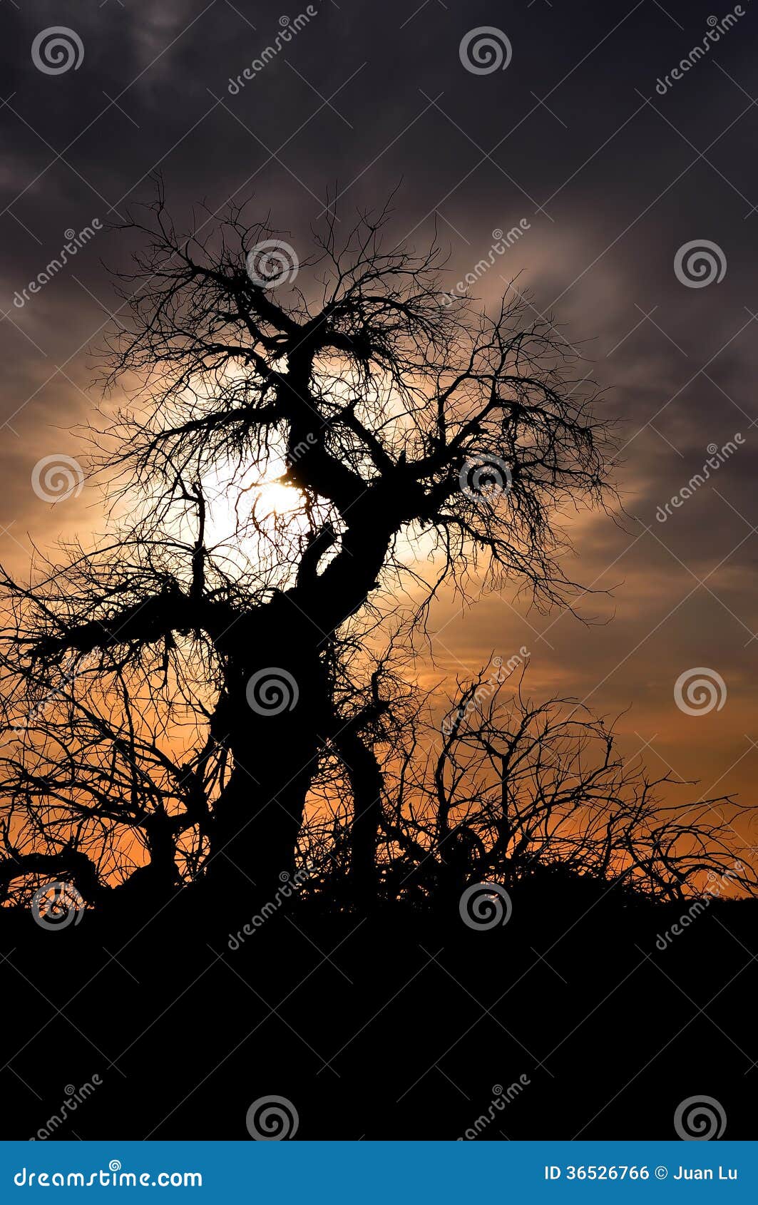 Dead tree stock photo. Image of moody, adversity, issues - 36526766