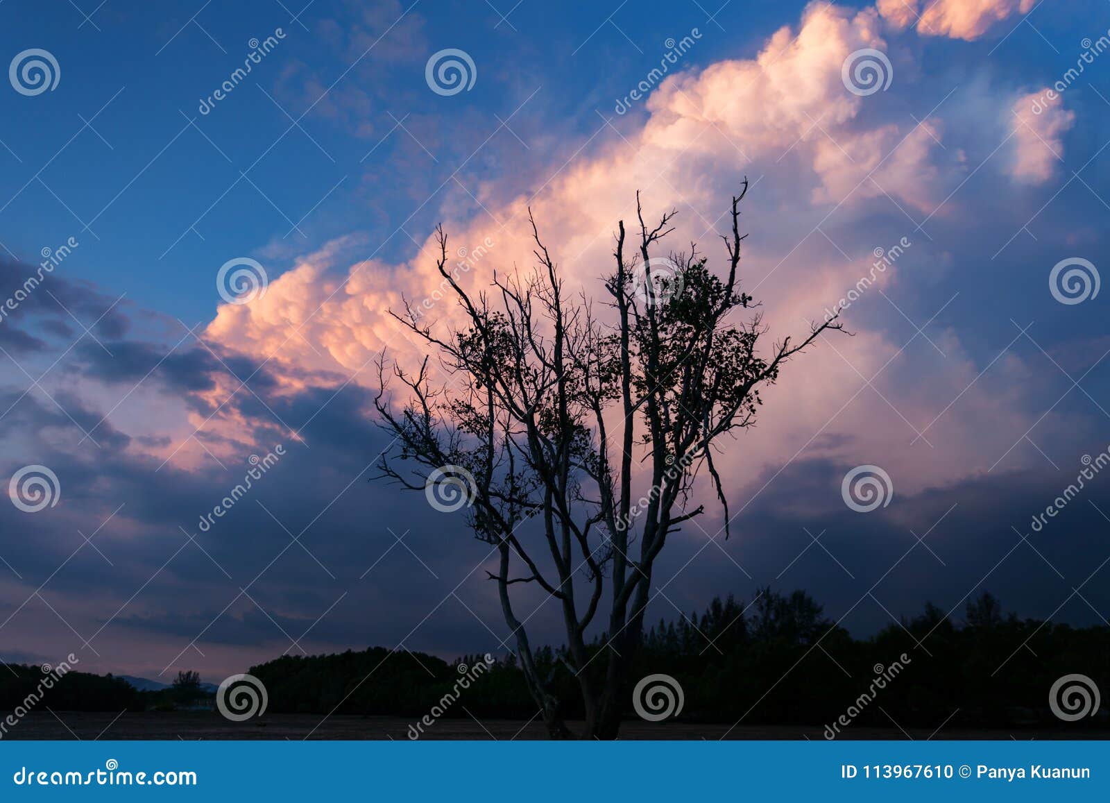 Dead Tree with Dramatic Sunset Sky and Clouds. Stock Photo - Image of ...
