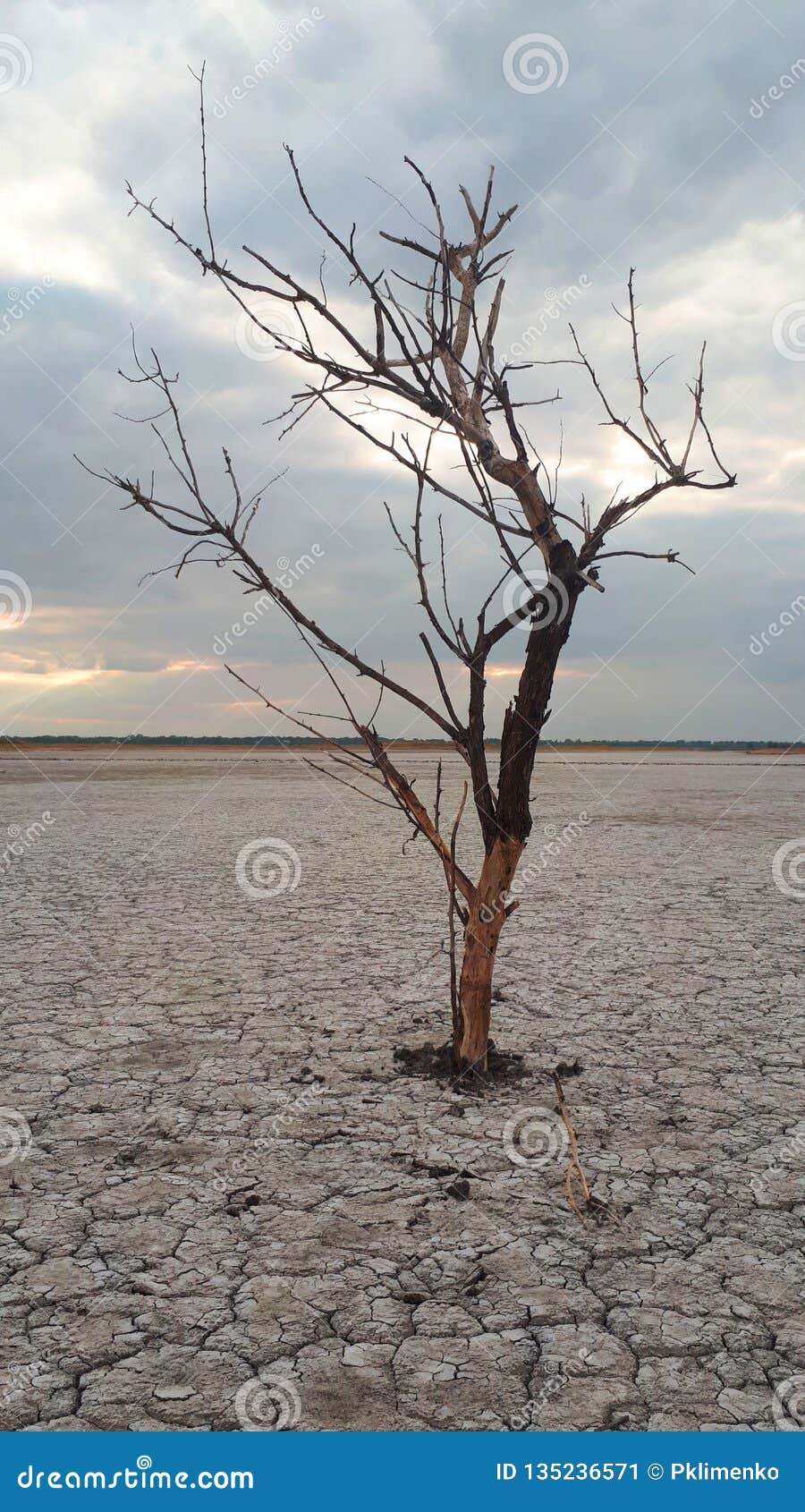 Dead tree on dried earth stock image. Image of soil - 135236571