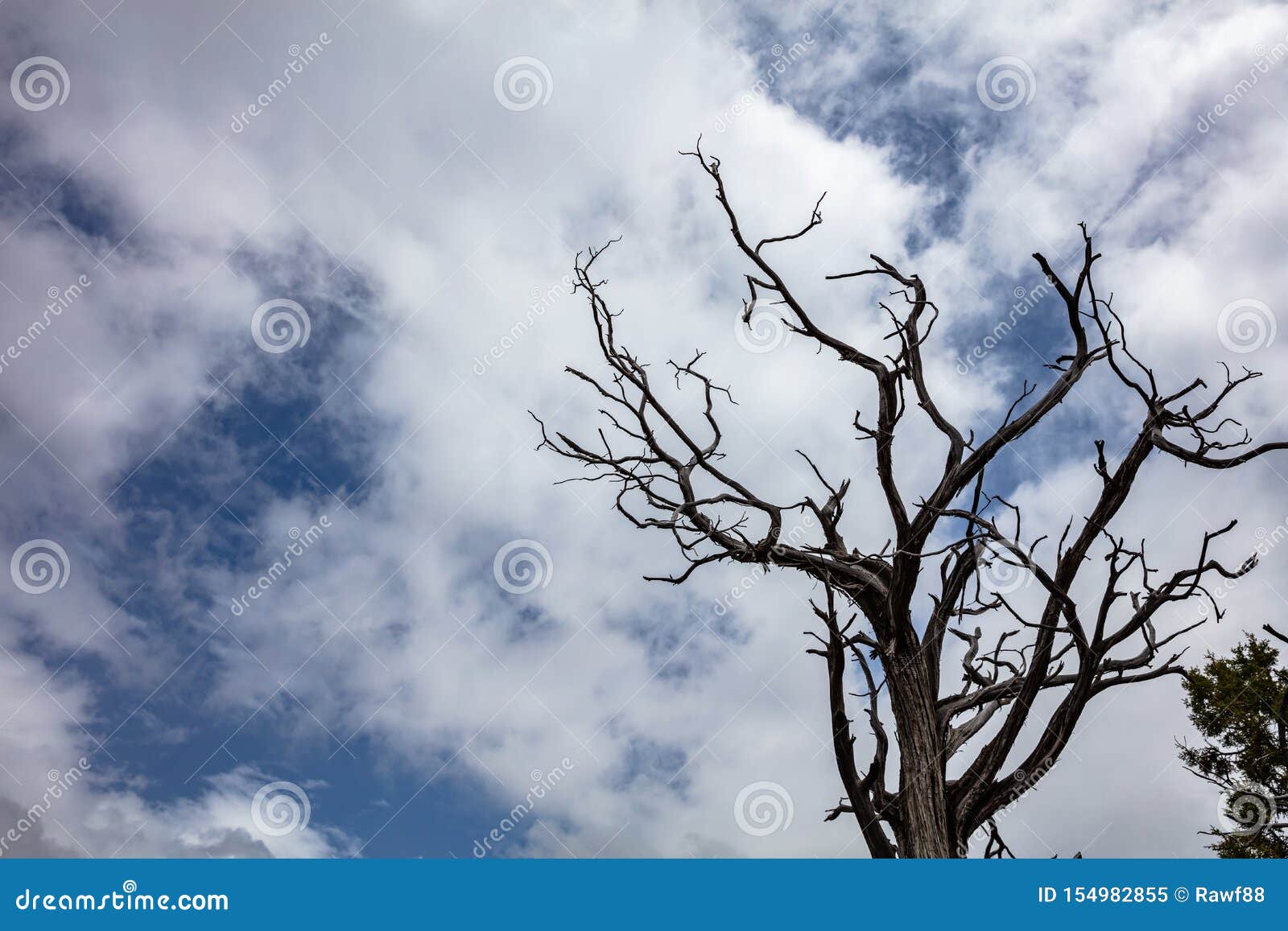 Dead Tree Drought Against Blue Cloudy Sky Background, Copy Space Stock ...