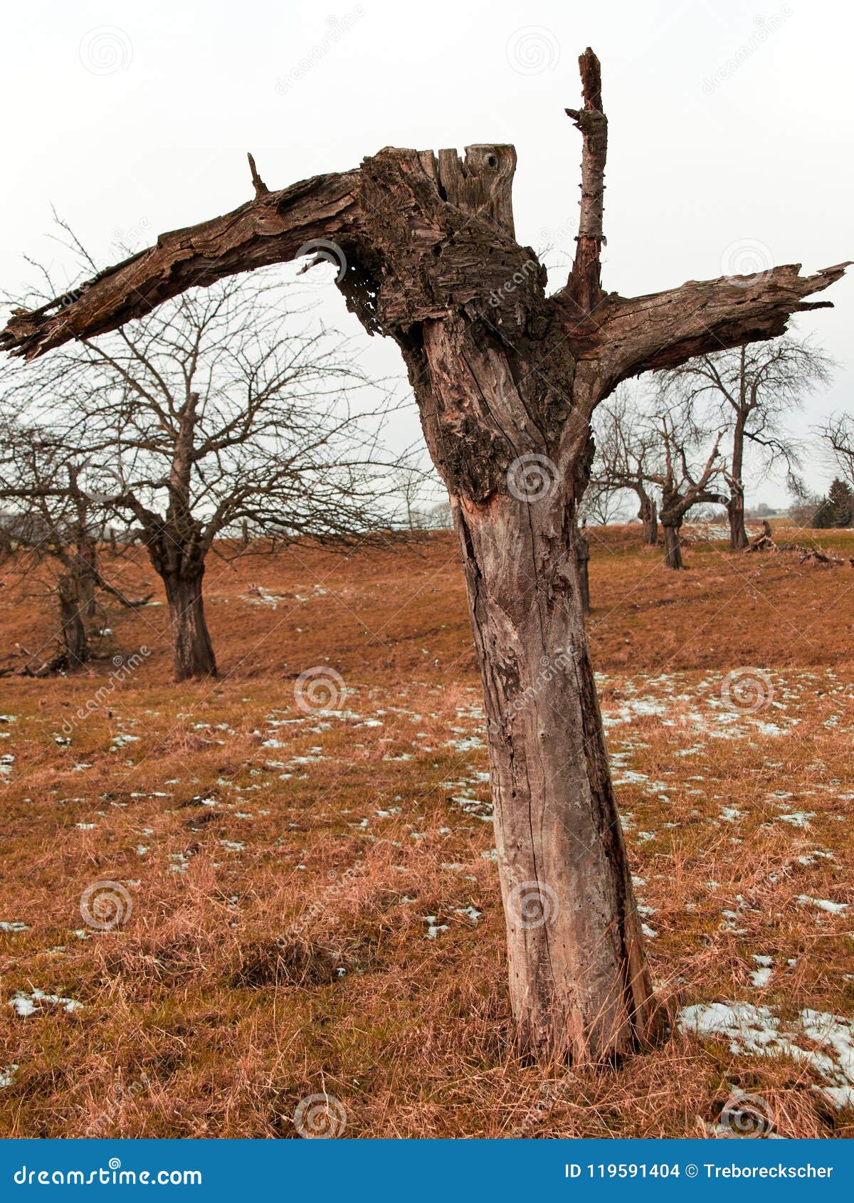 Dead tree on dry field stock photo. Image of ground - 119591404