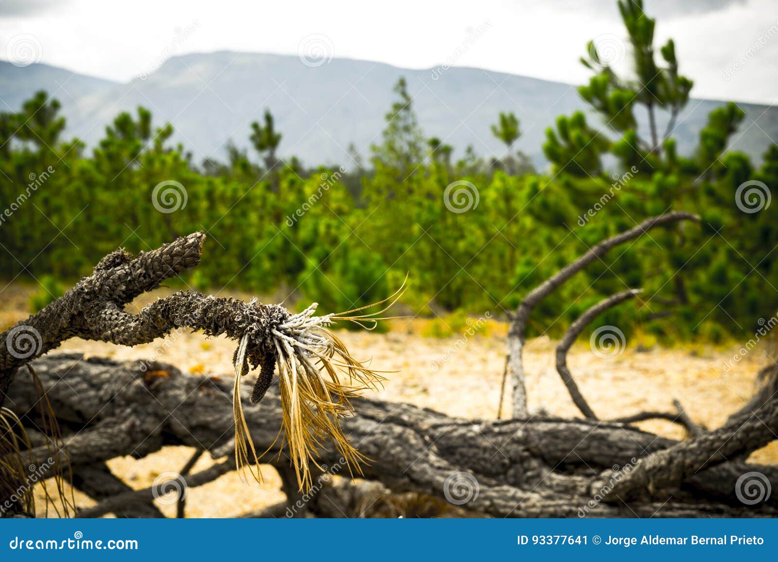 Tree Dry Land Stock Images - Download 14,567 Photos
