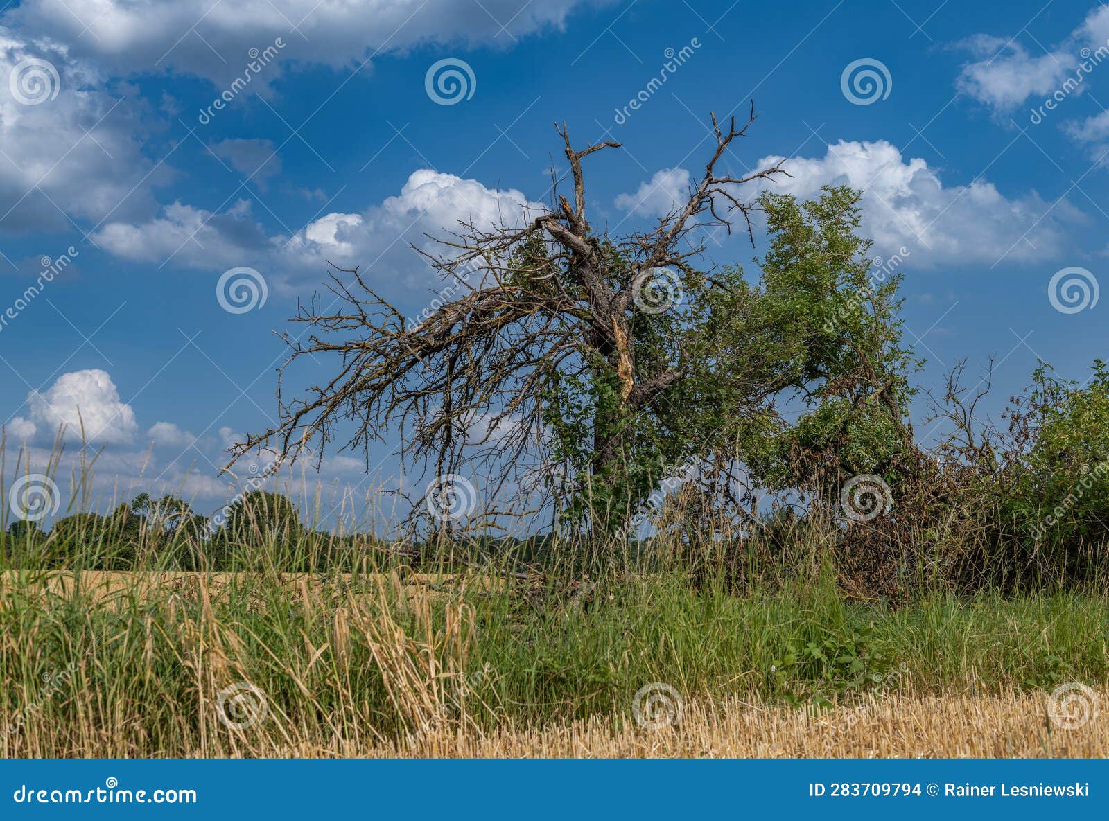 Dead Tree on the Edge of a Mowed Wheat Field Stock Photo - Image of ...