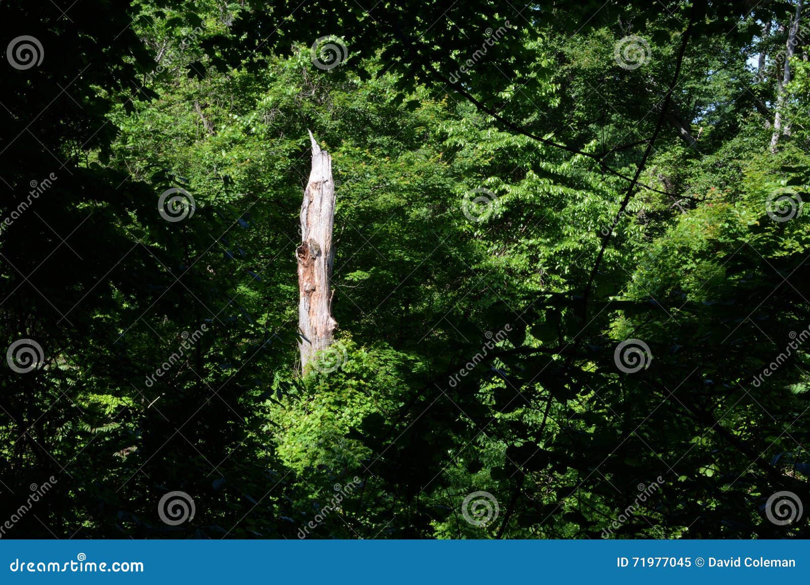 Dead tree stock image. Image of emerges, nature, leaves - 71977045