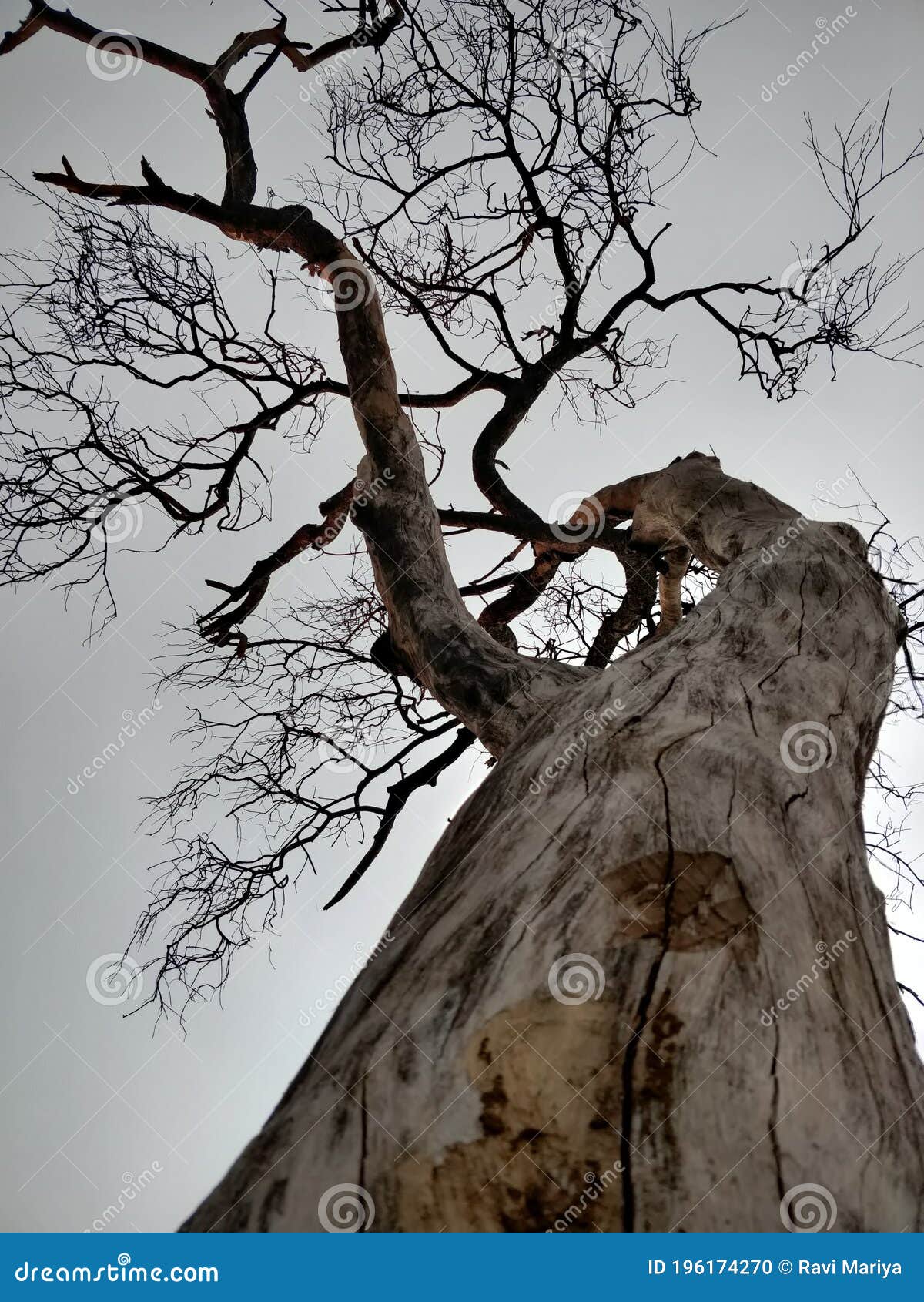 Dead Tree Empty Branches Loneliness Stock Photo - Image of dead, tree ...