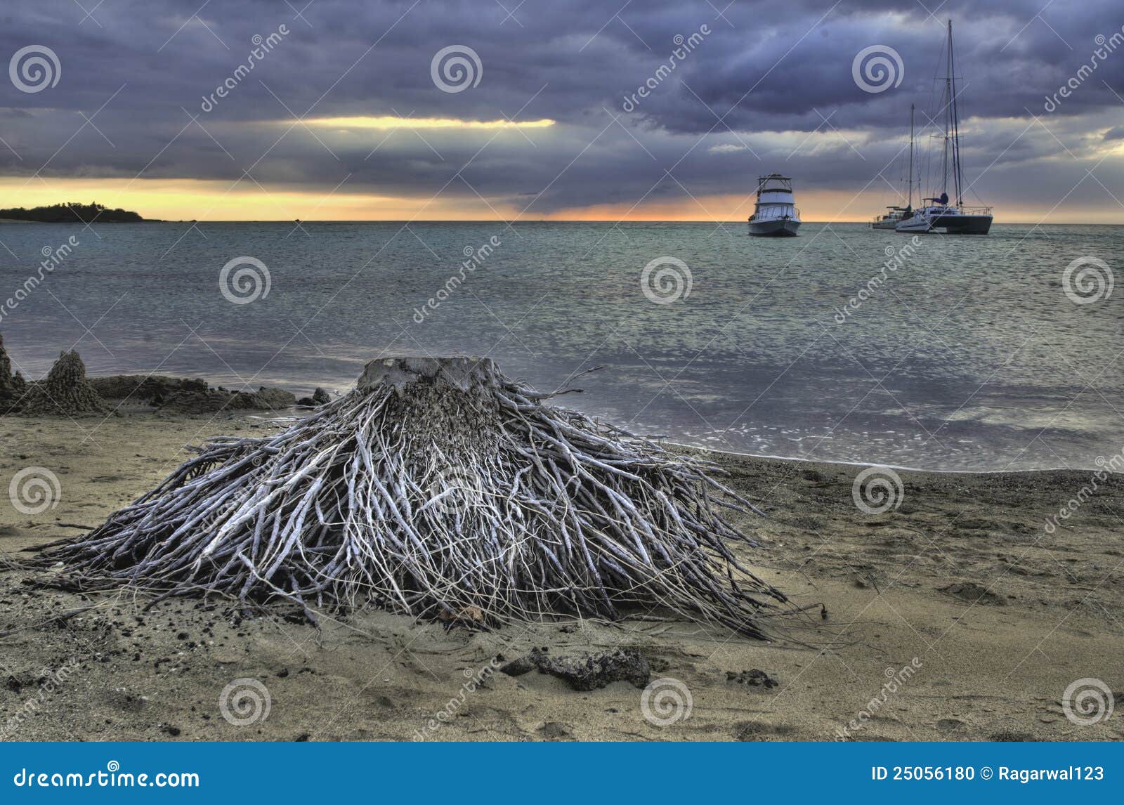 Dead Tree with Exposed Roots on a Beach, Hawaii Stock Photo - Image of ...
