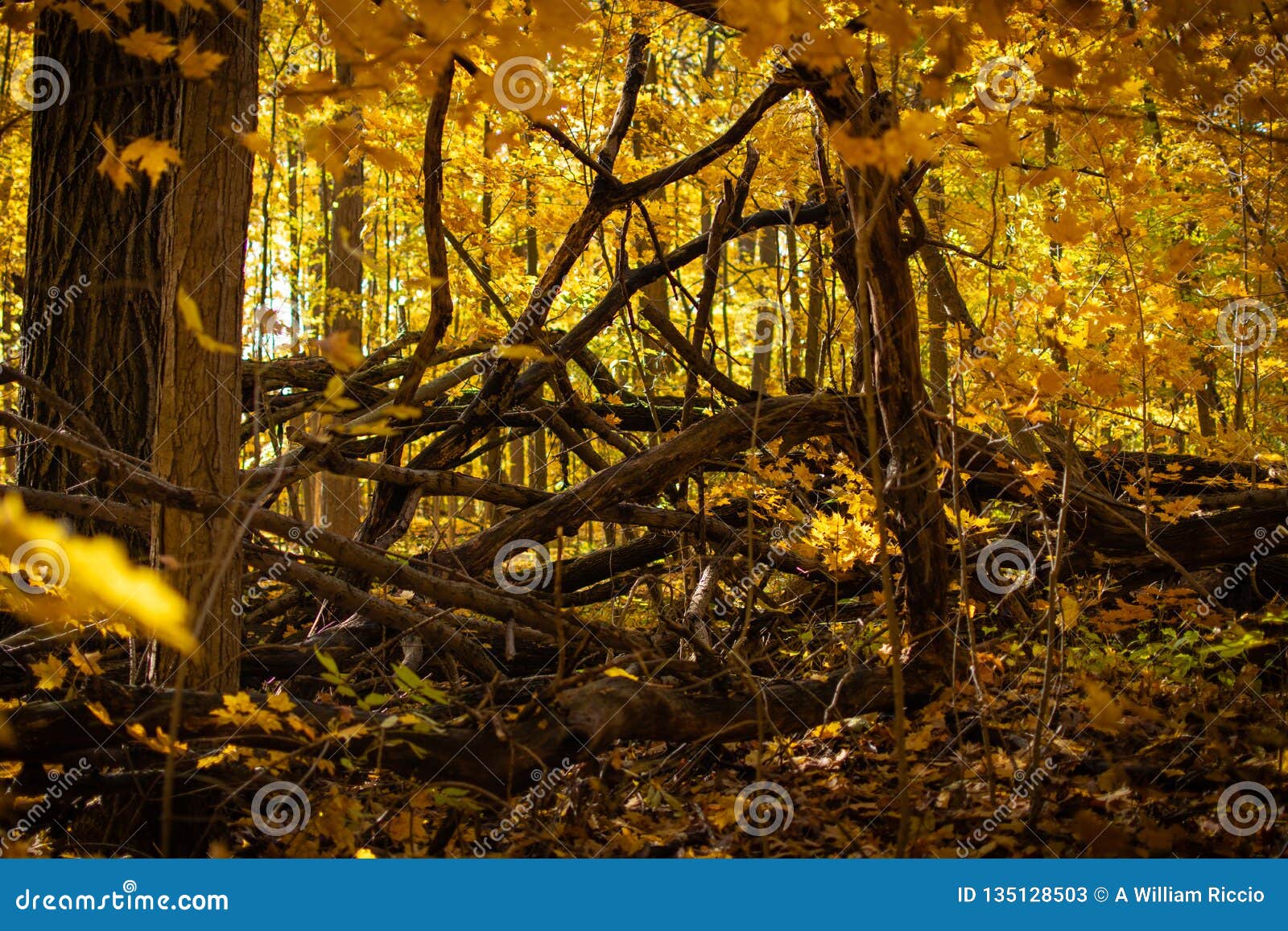 Dead Tree in Fall Forest stock image. Image of forest - 135128503